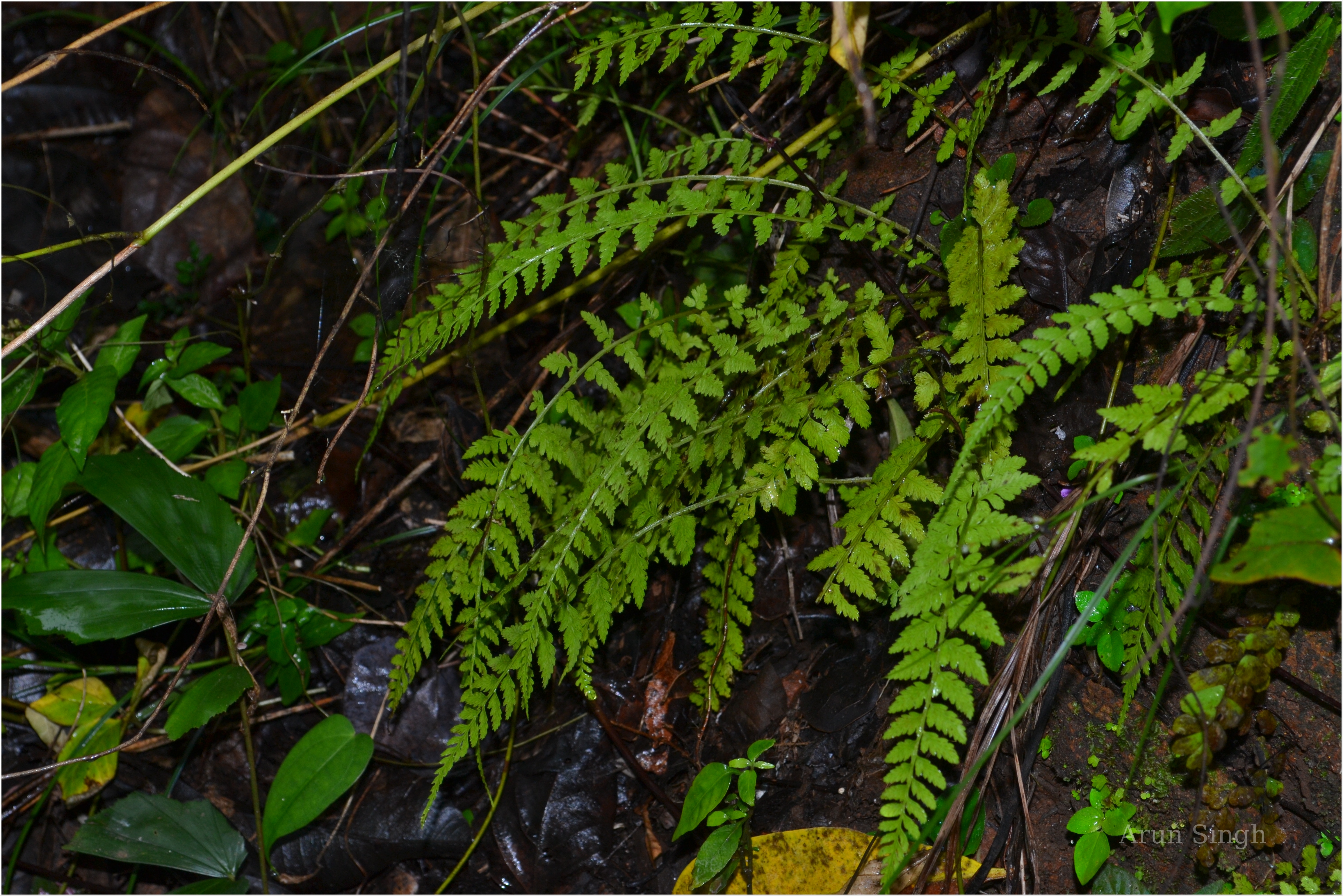 Herbarium JCB