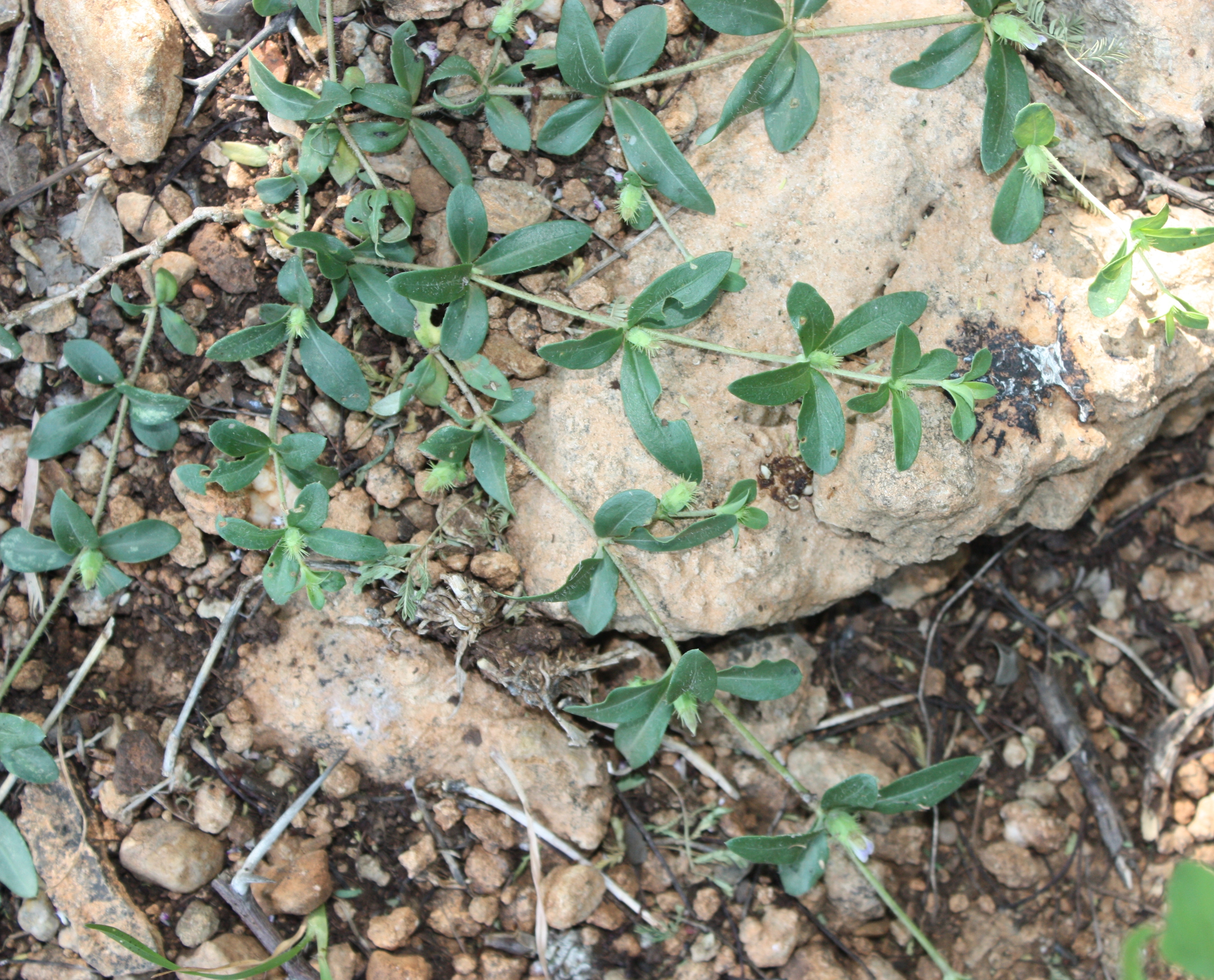 Herbarium JCB