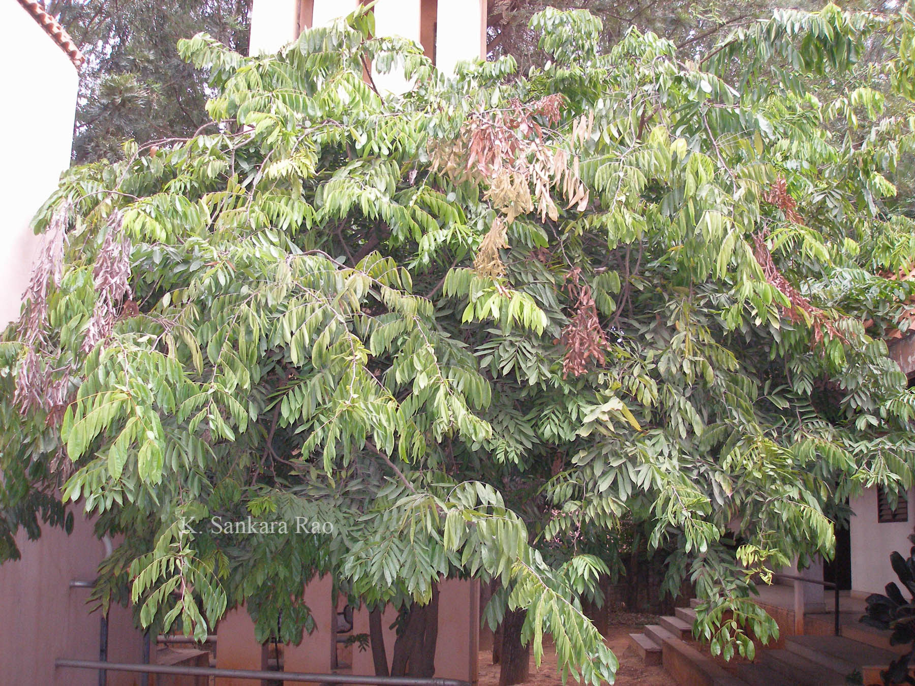 Herbarium JCB