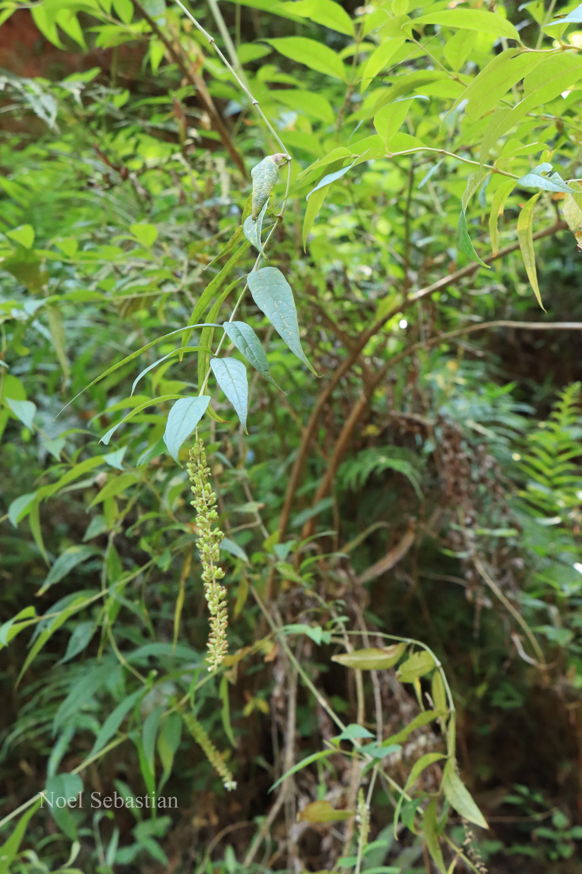 Herbarium JCB