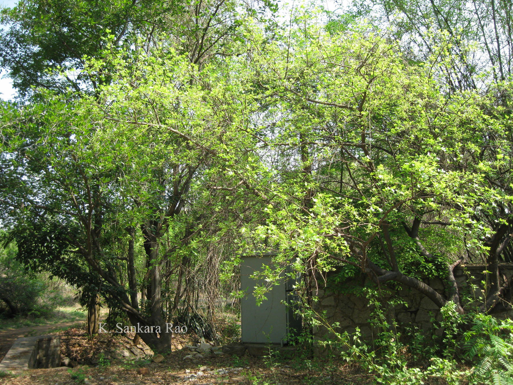 Herbarium JCB