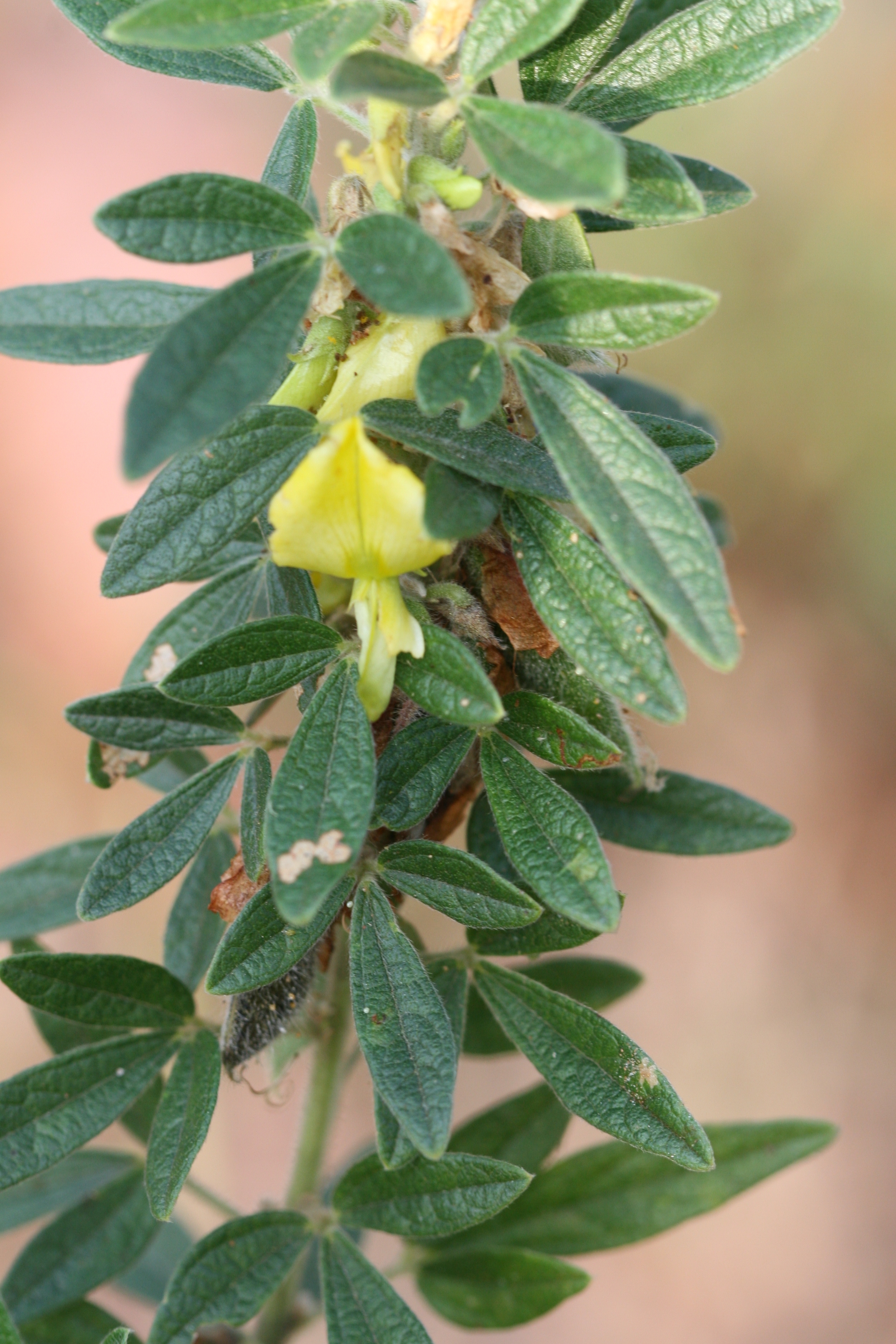 Herbarium JCB