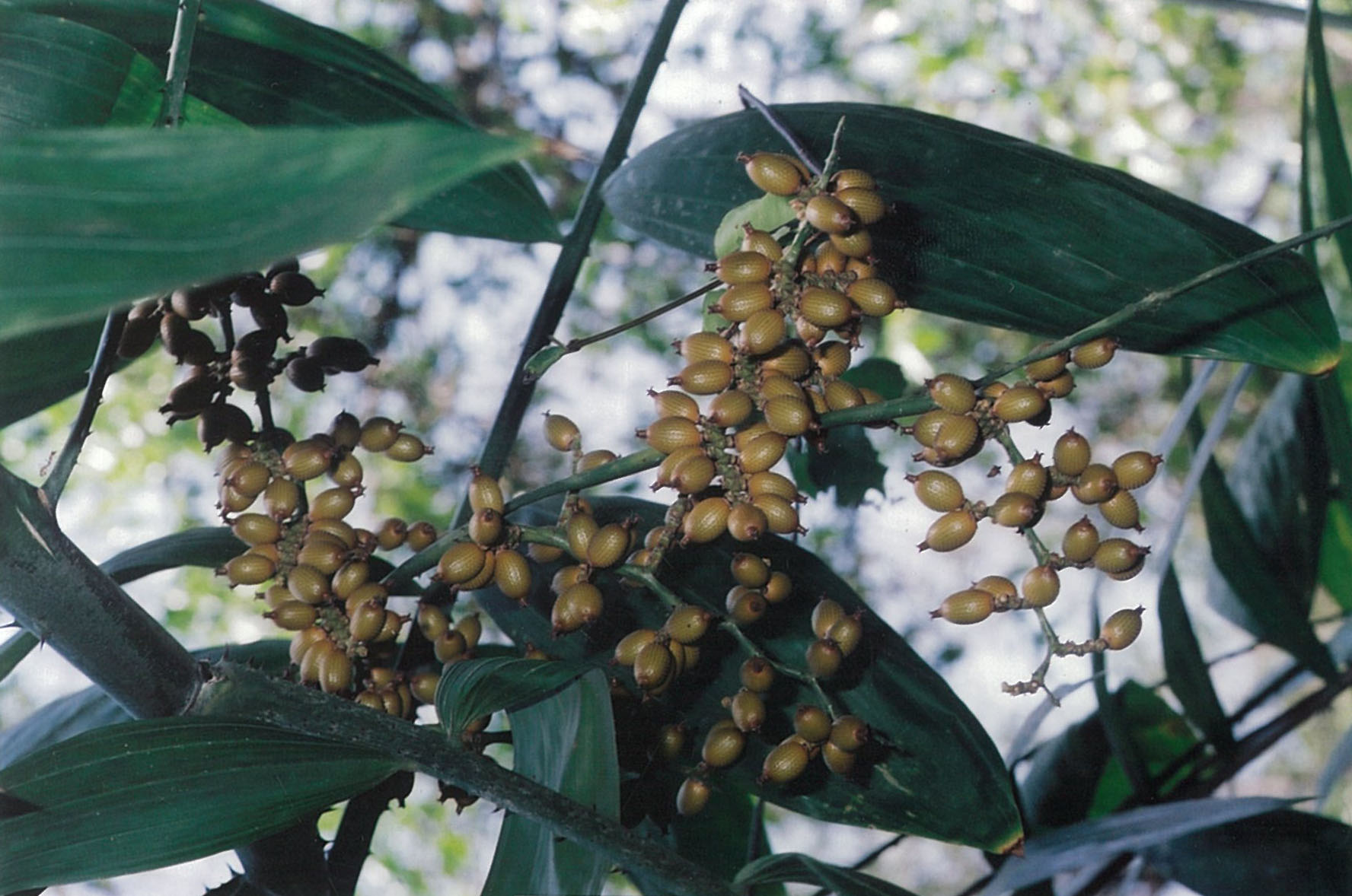 Herbarium JCB