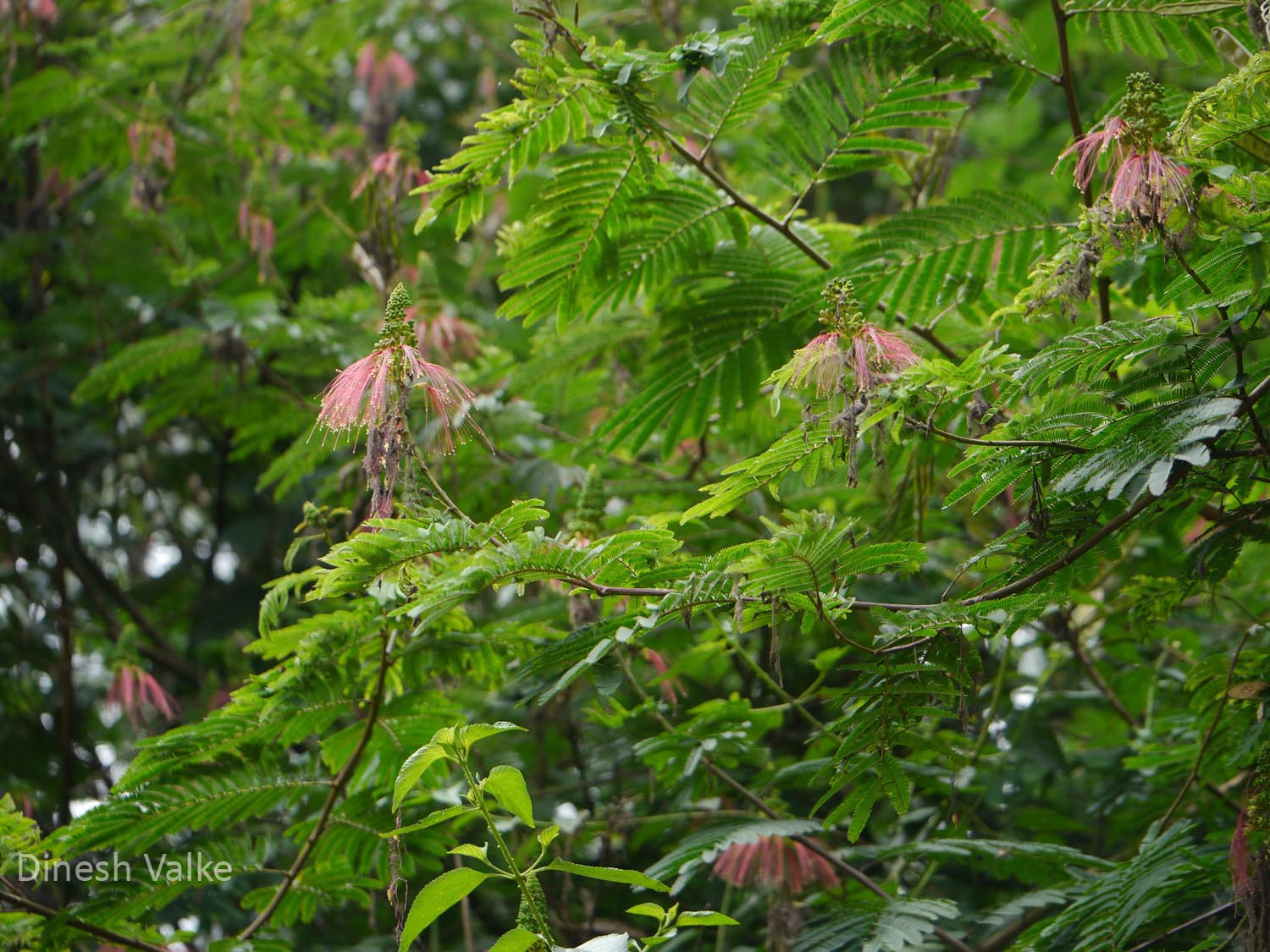 Herbarium JCB