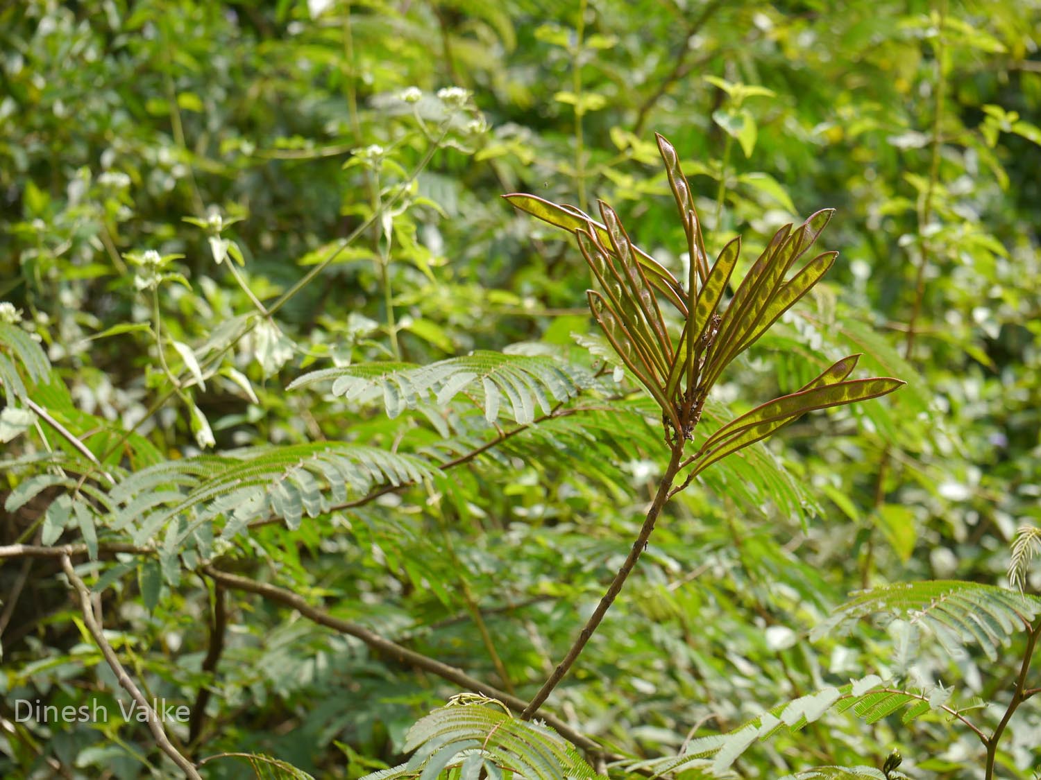 Herbarium JCB