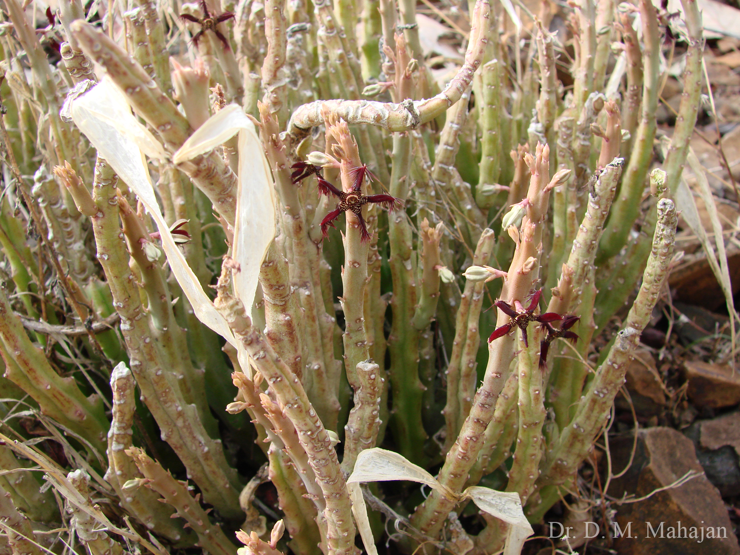 Herbarium JCB