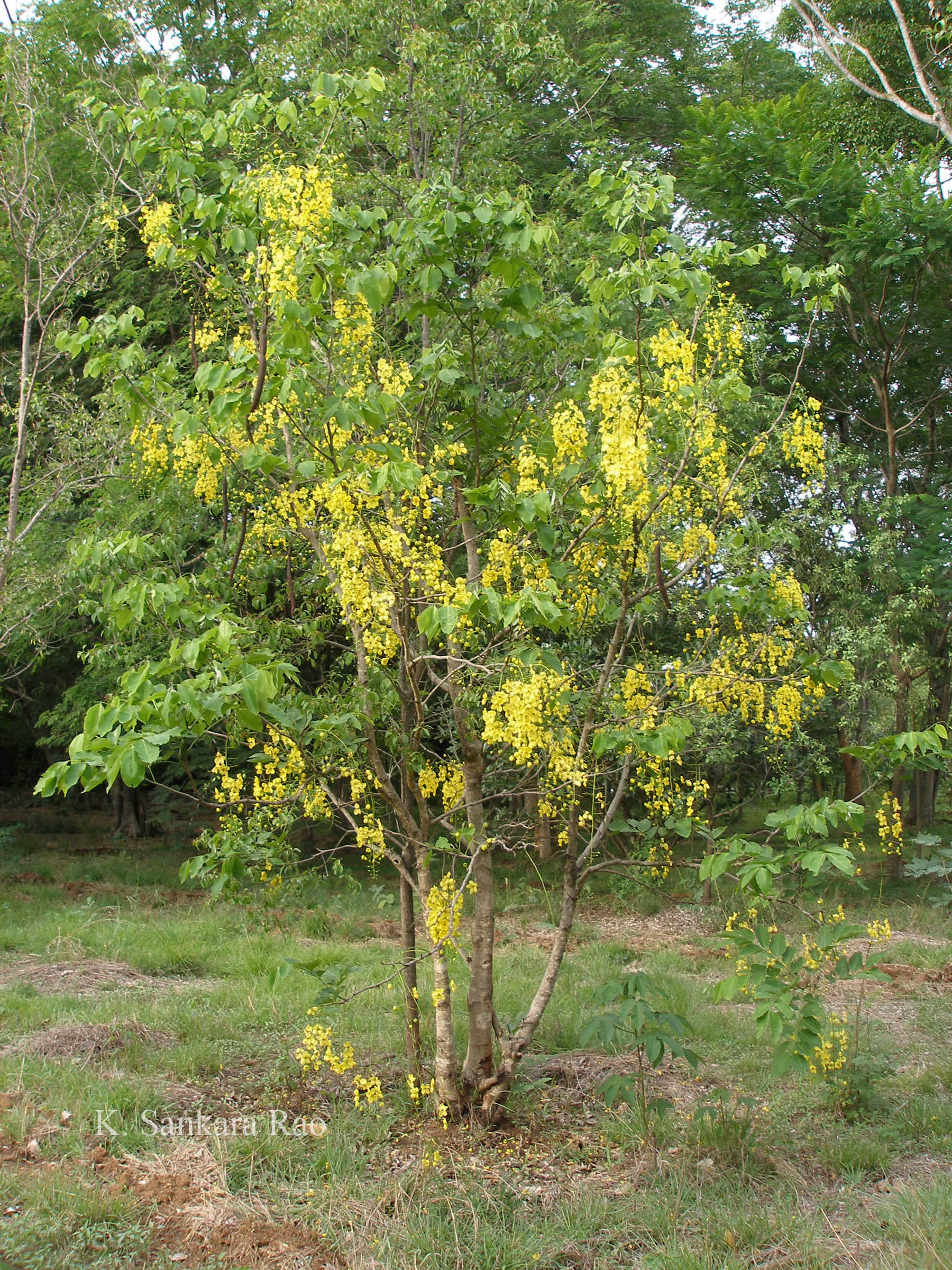 Herbarium JCB