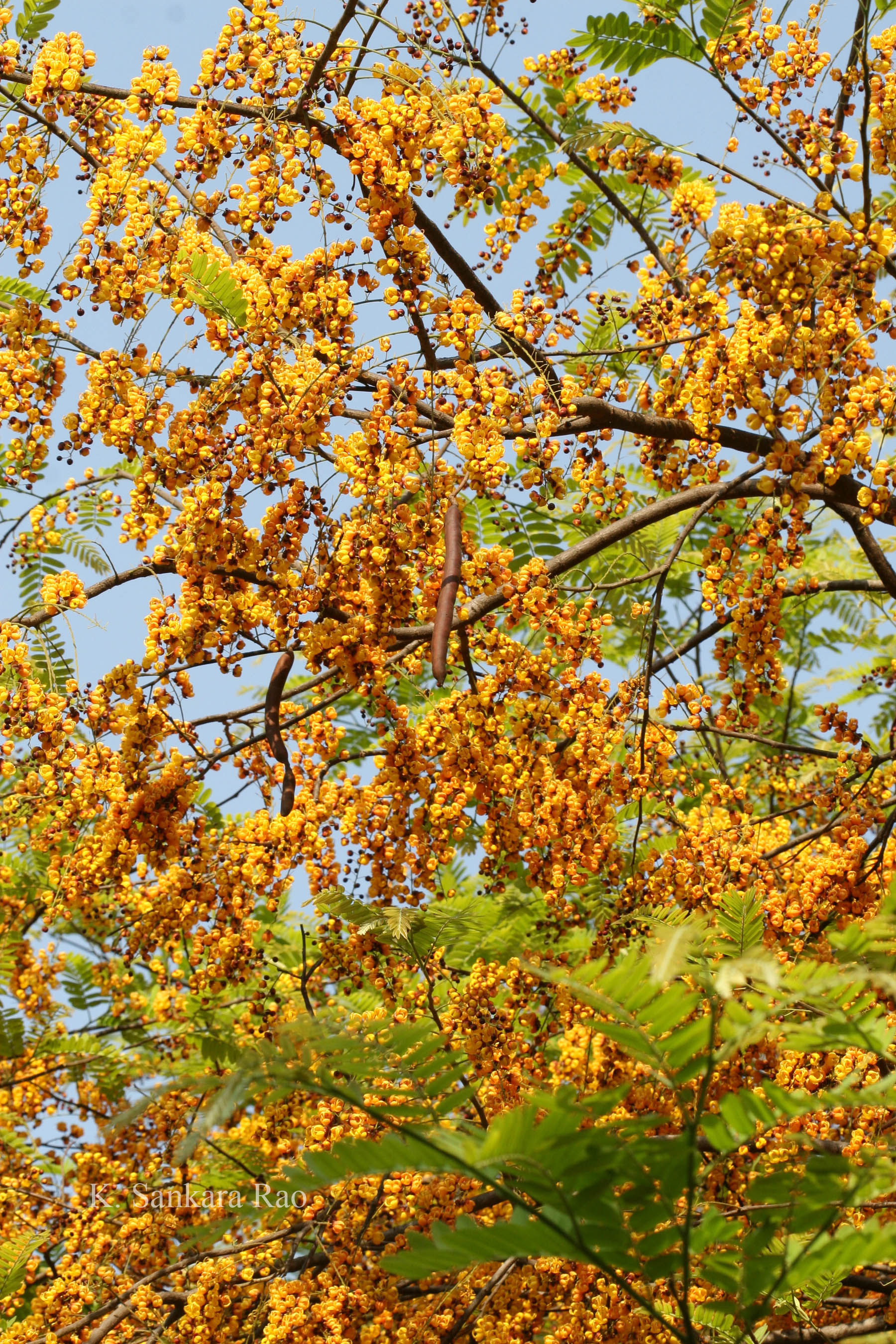 Herbarium JCB