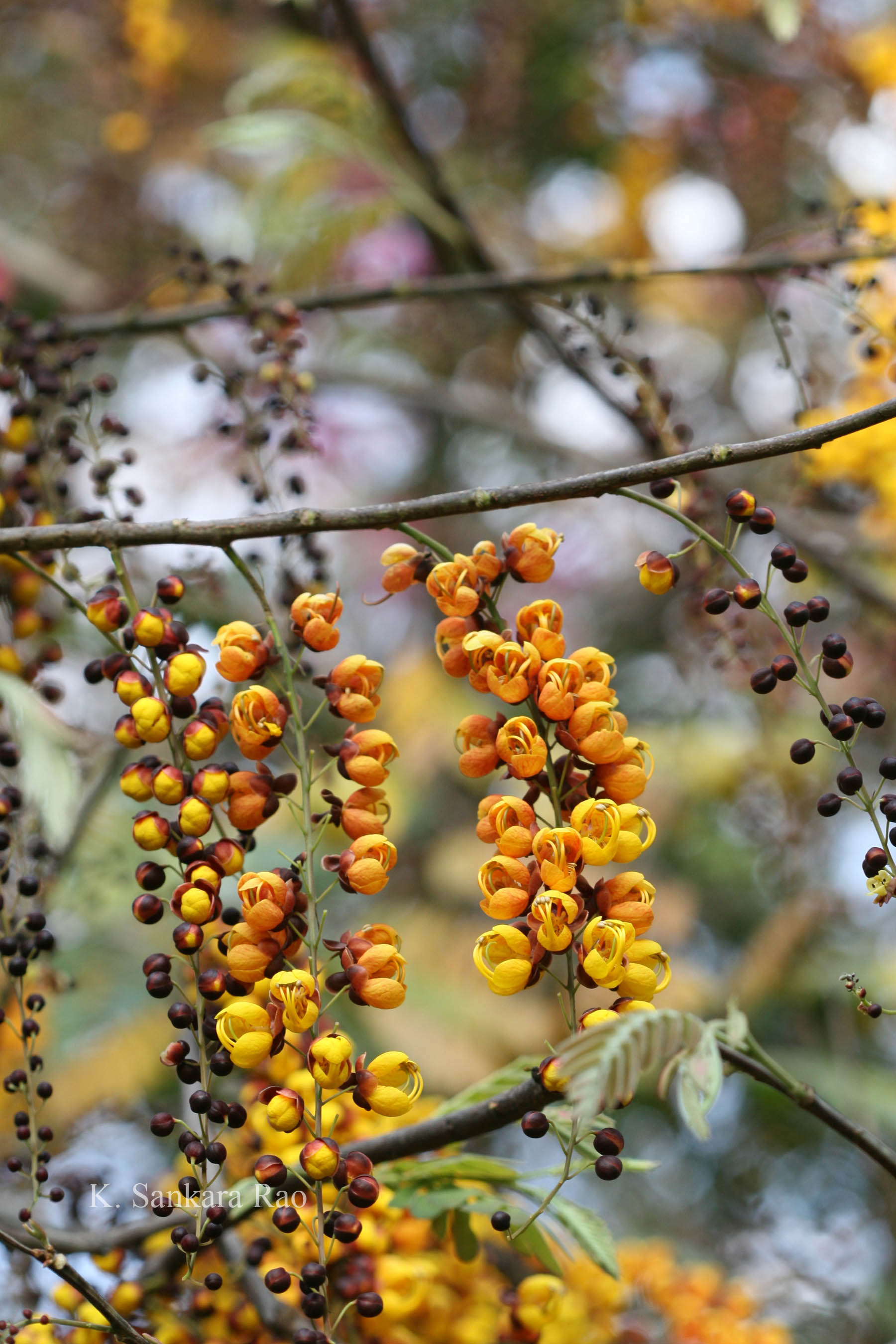 Herbarium JCB