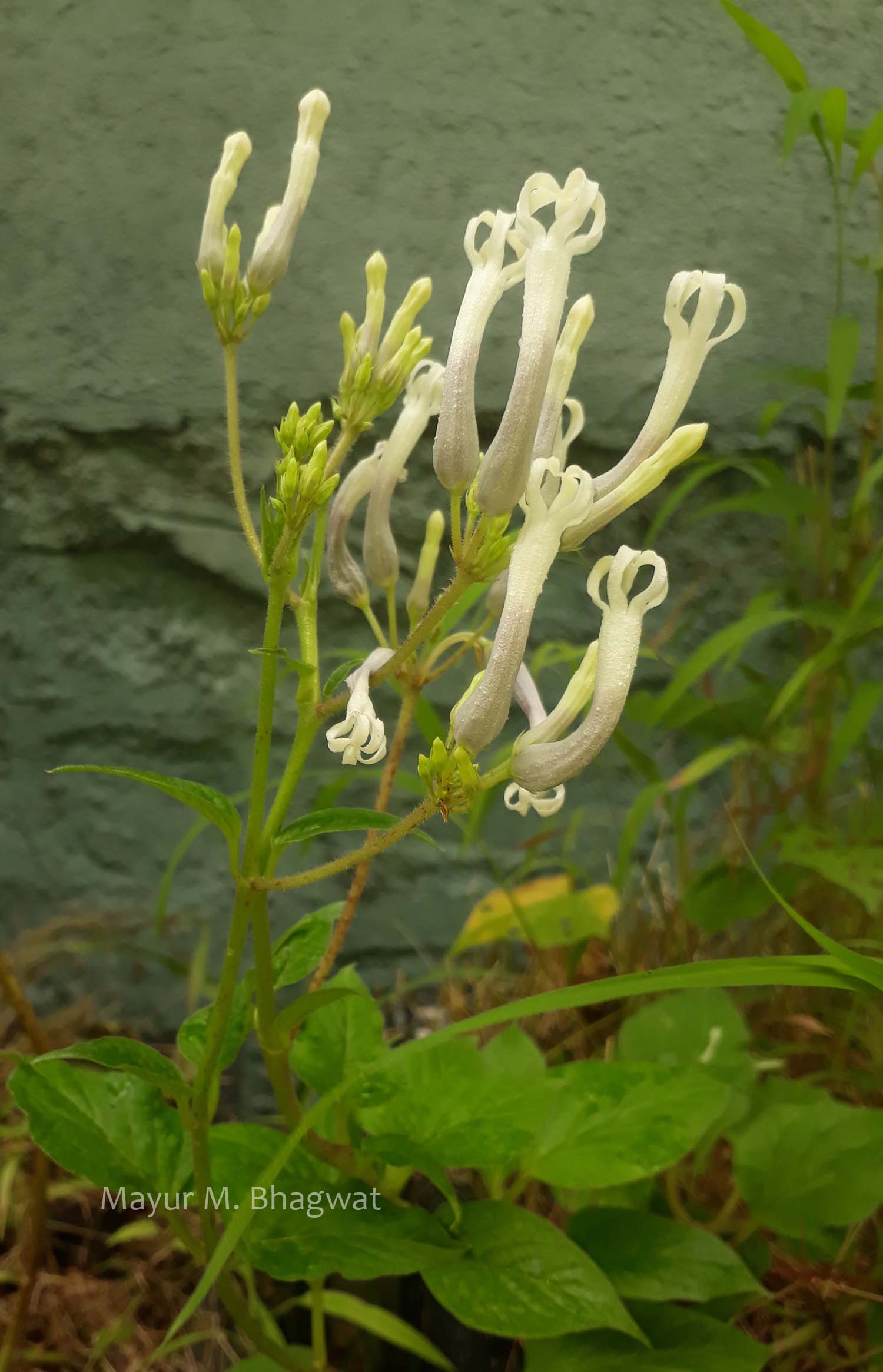 Herbarium JCB
