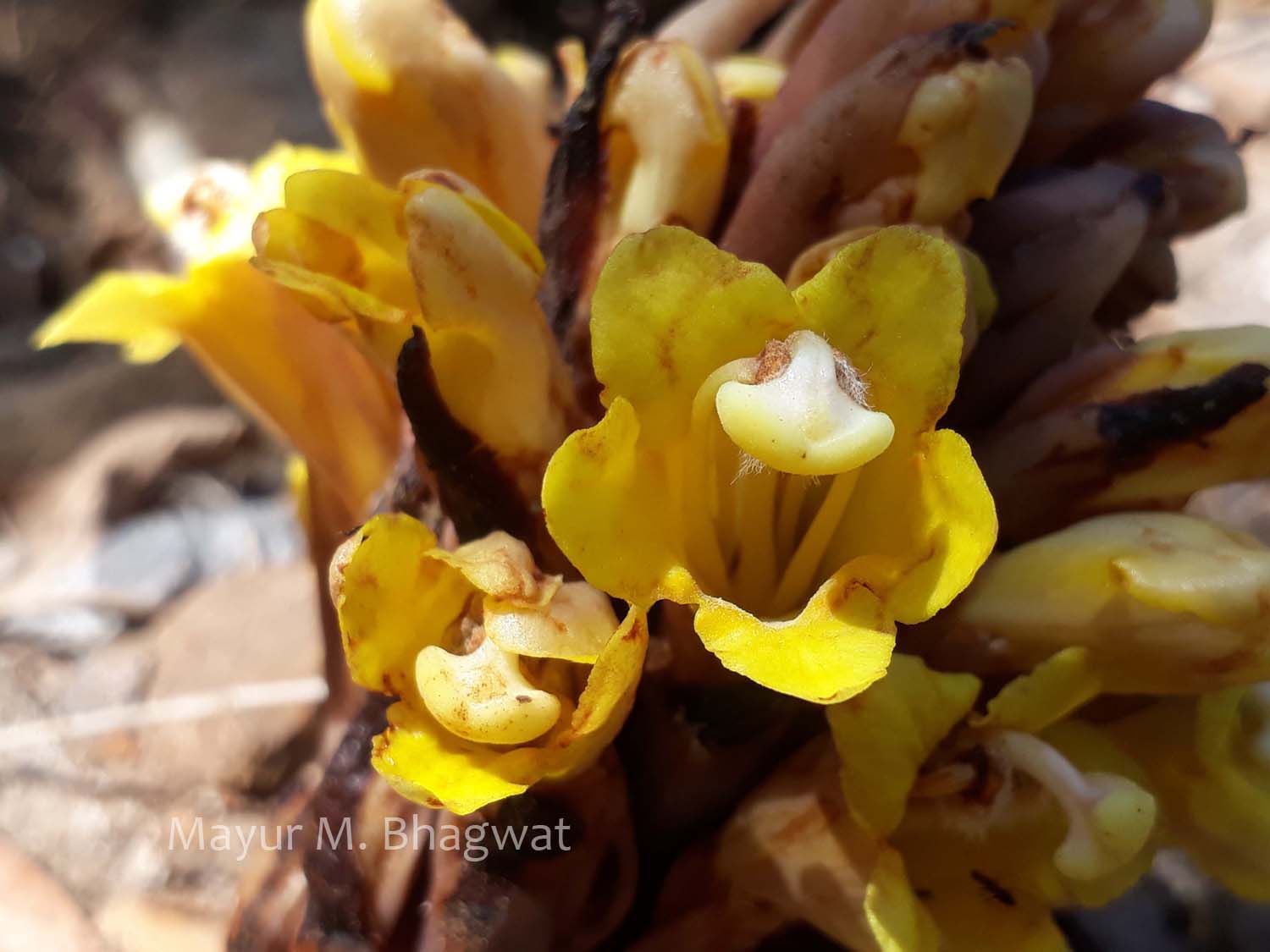 Herbarium JCB