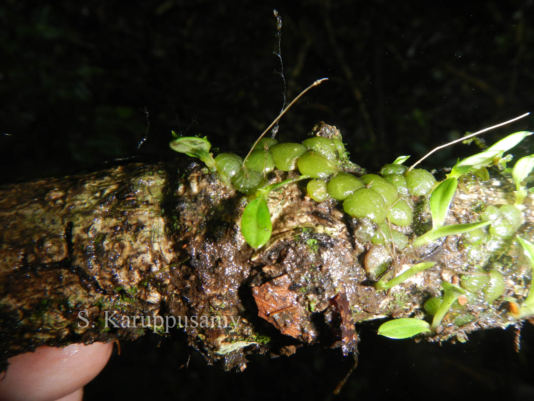 Herbarium JCB