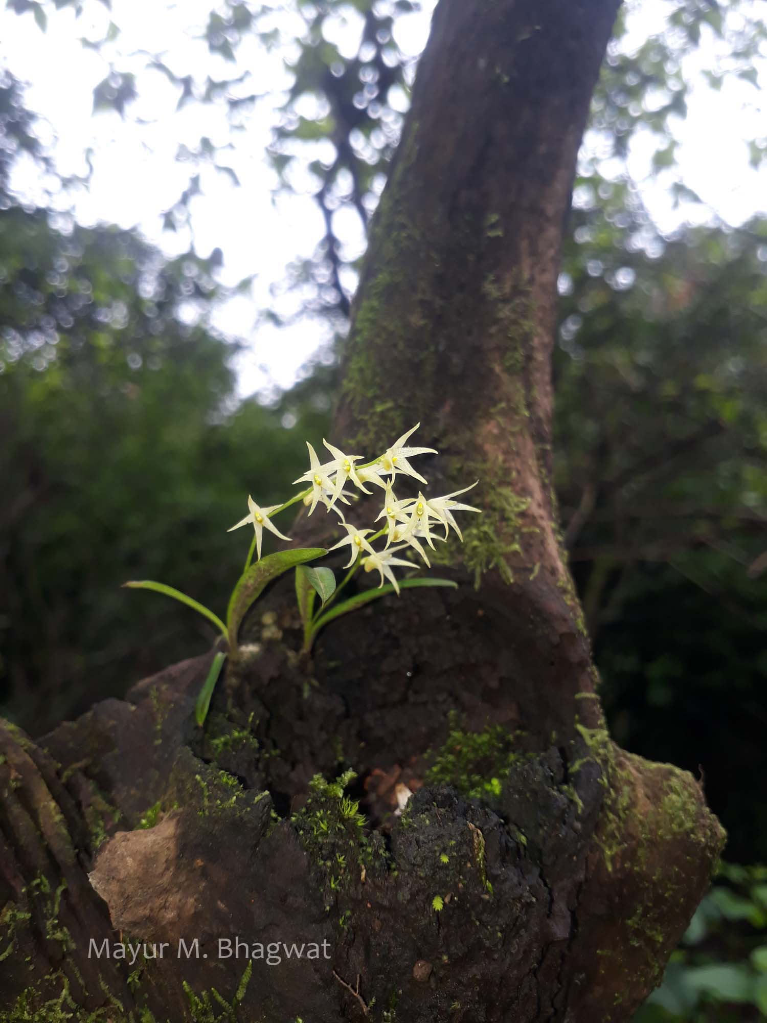 Herbarium JCB