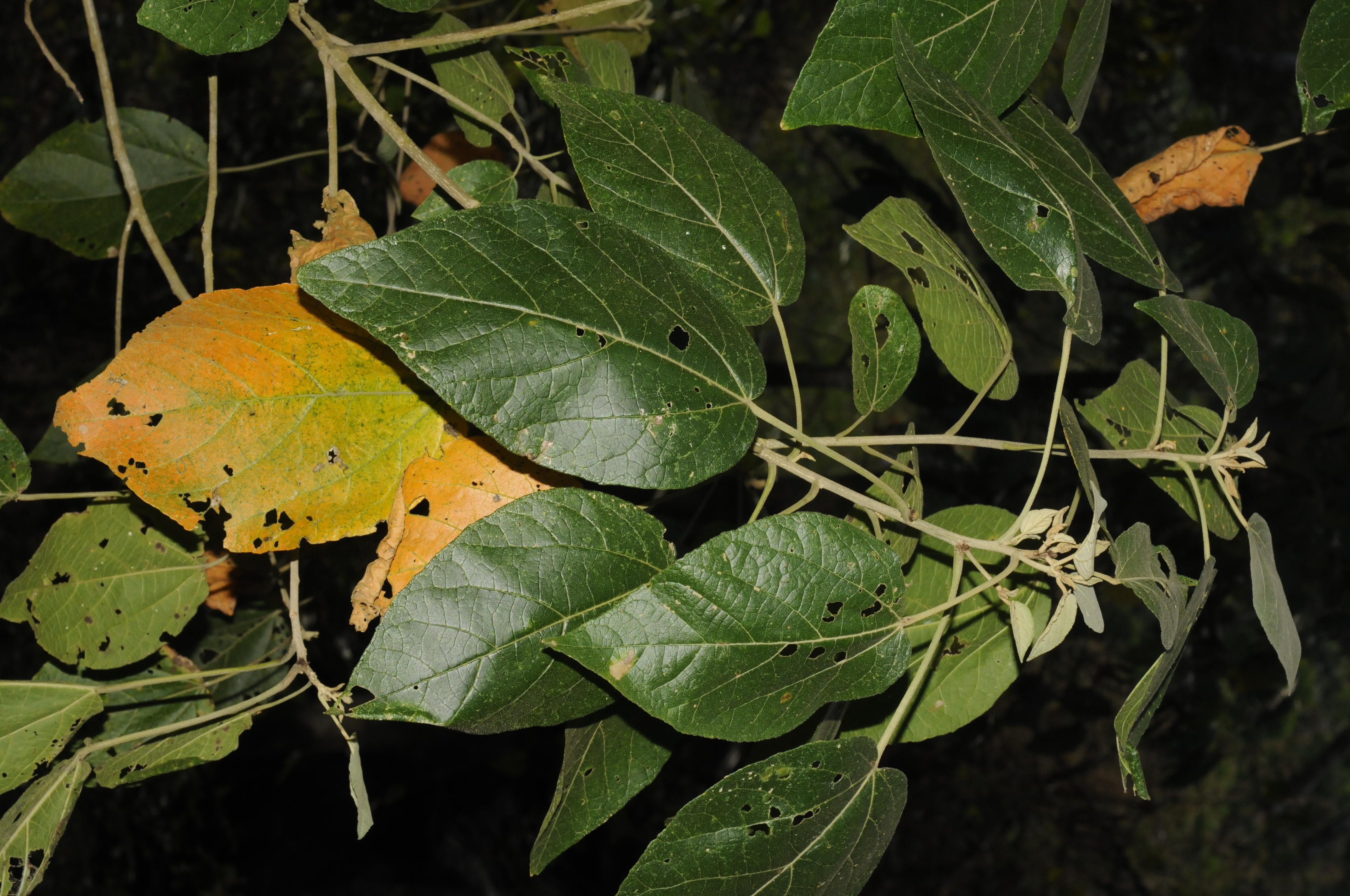 Herbarium JCB
