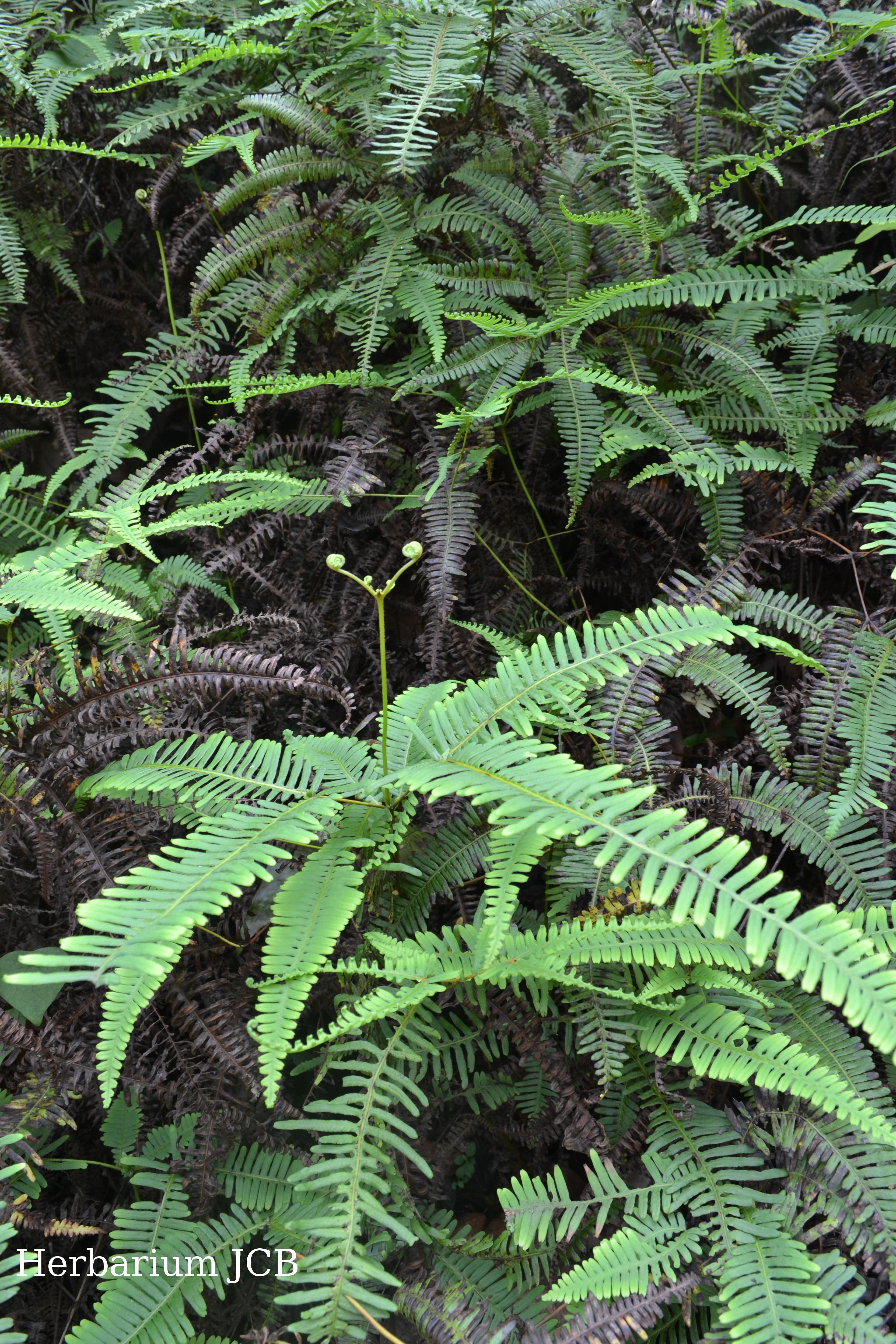 Herbarium JCB