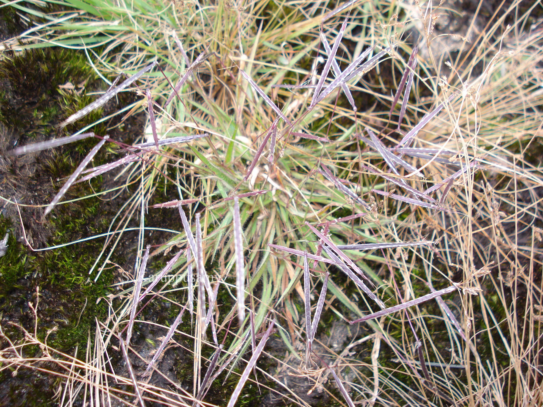 Herbarium JCB