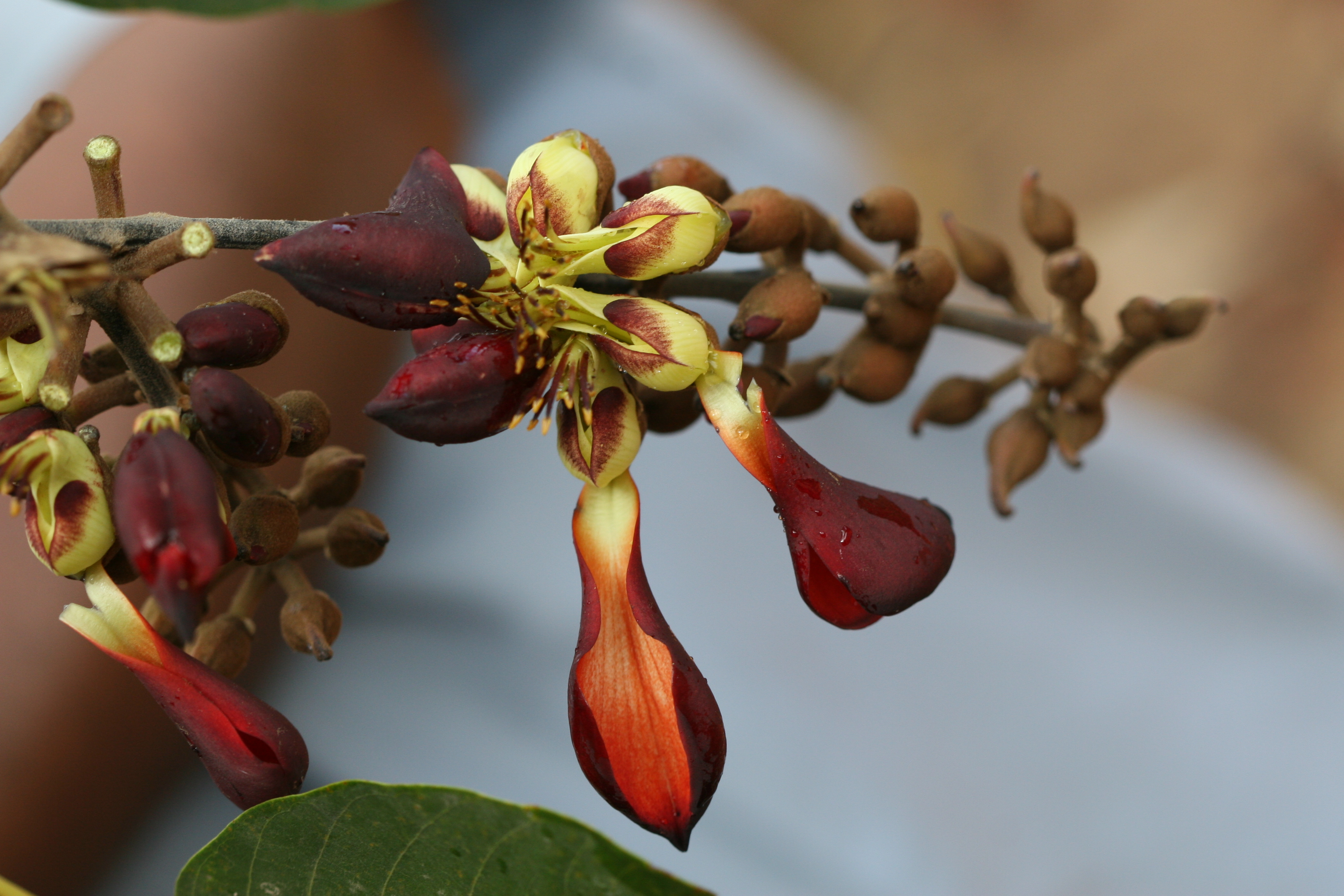 Herbarium JCB