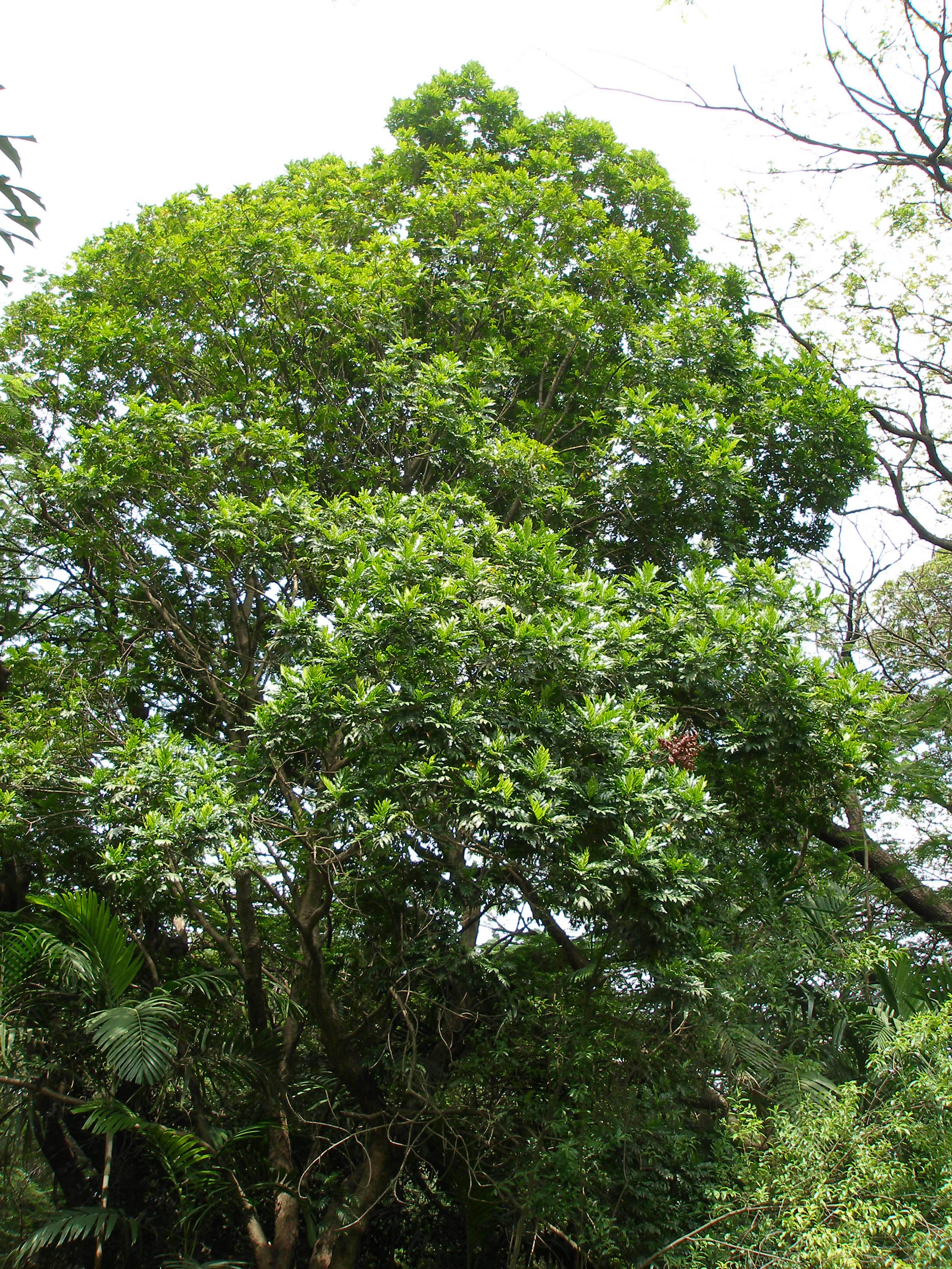 Herbarium JCB