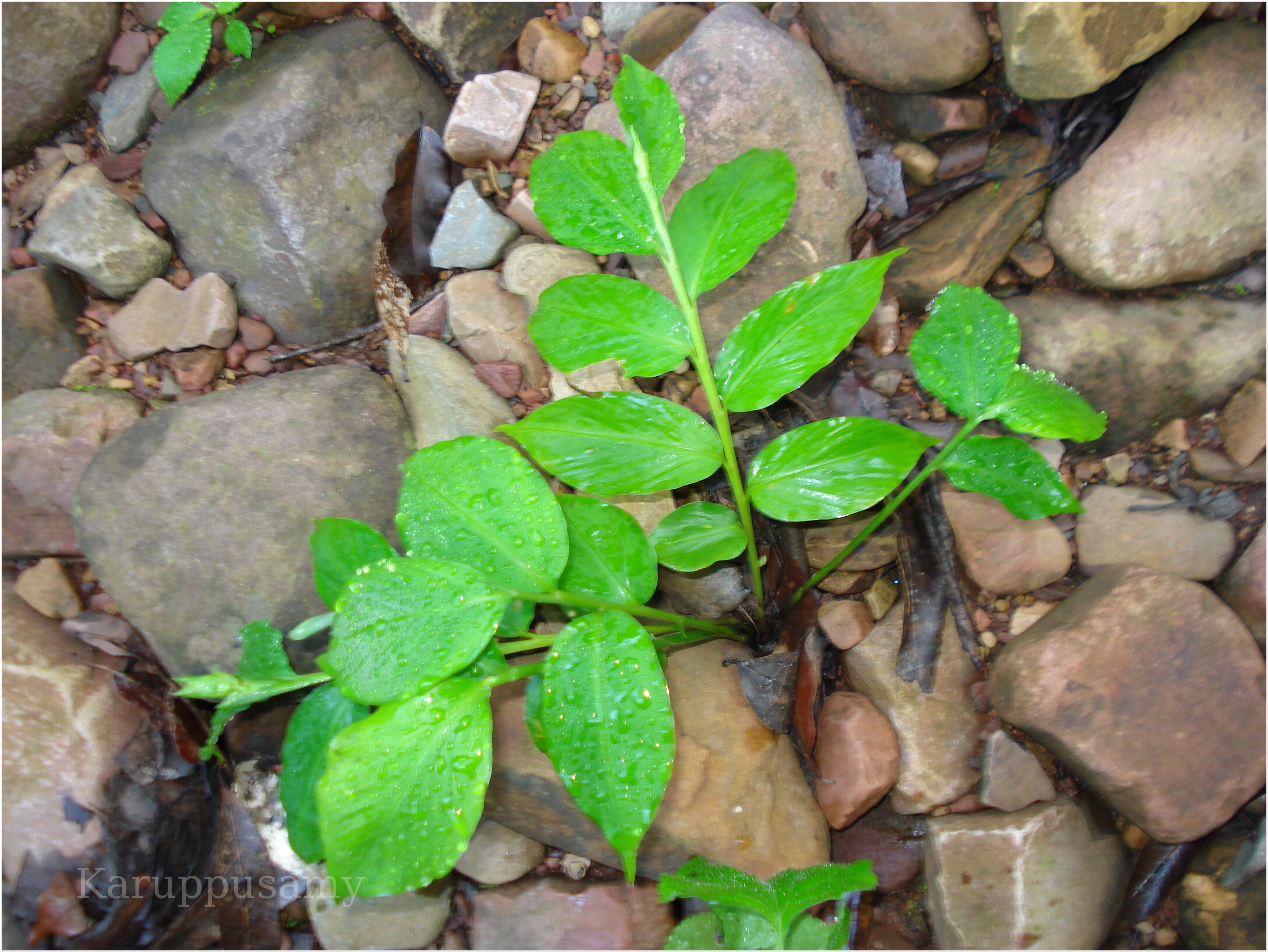 Herbarium JCB