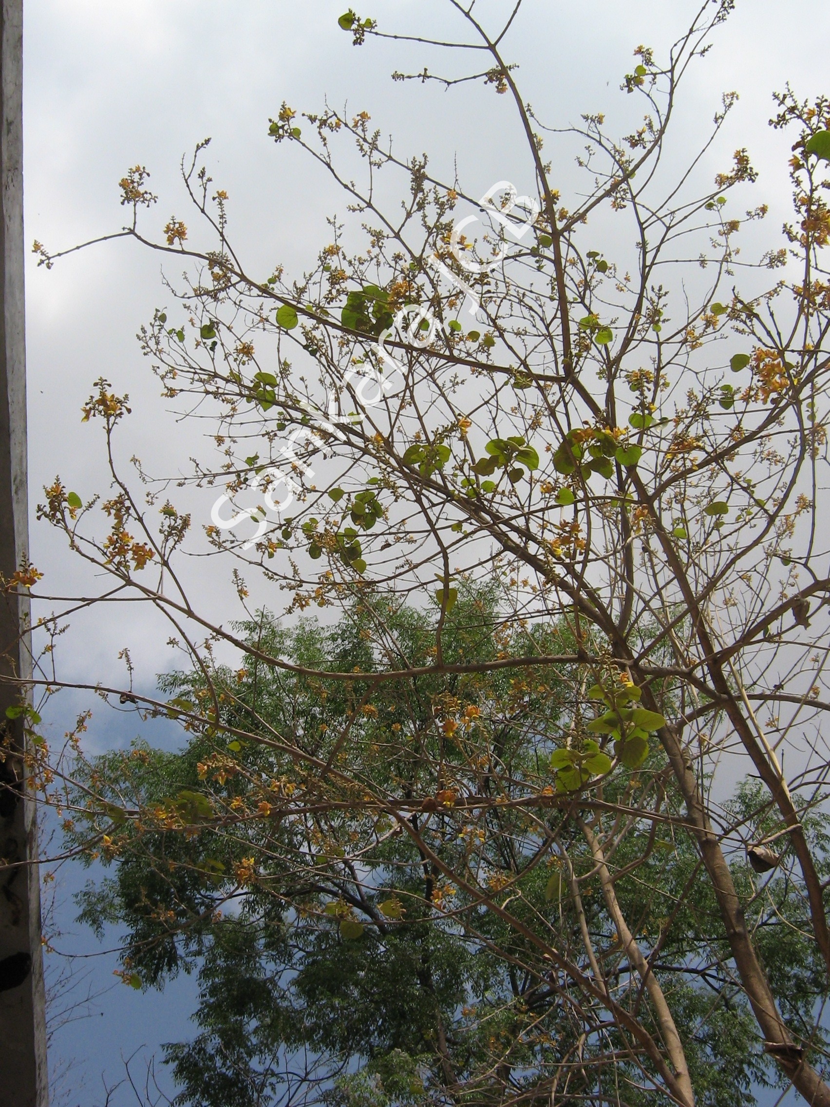 Herbarium JCB