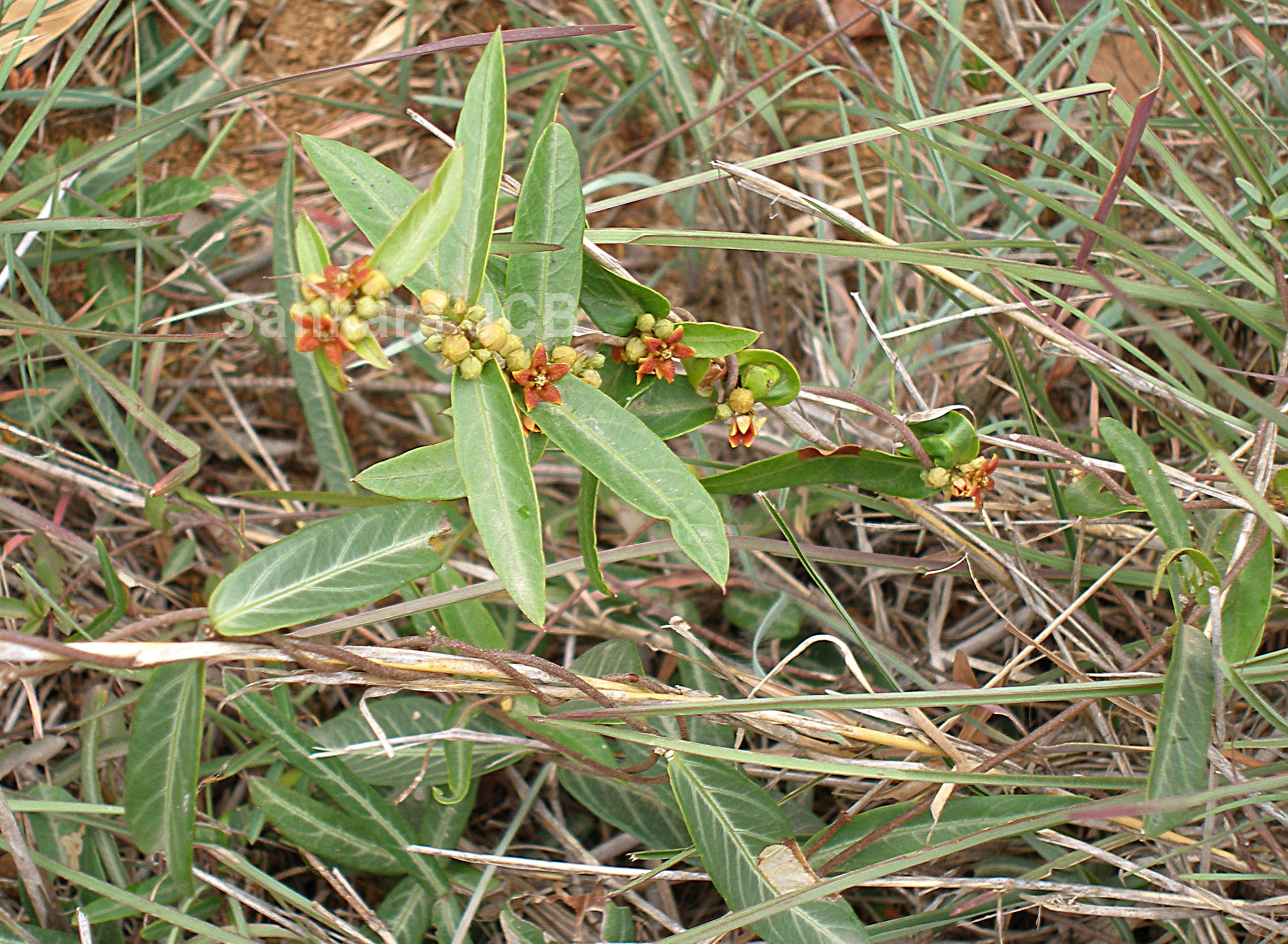 Herbarium JCB