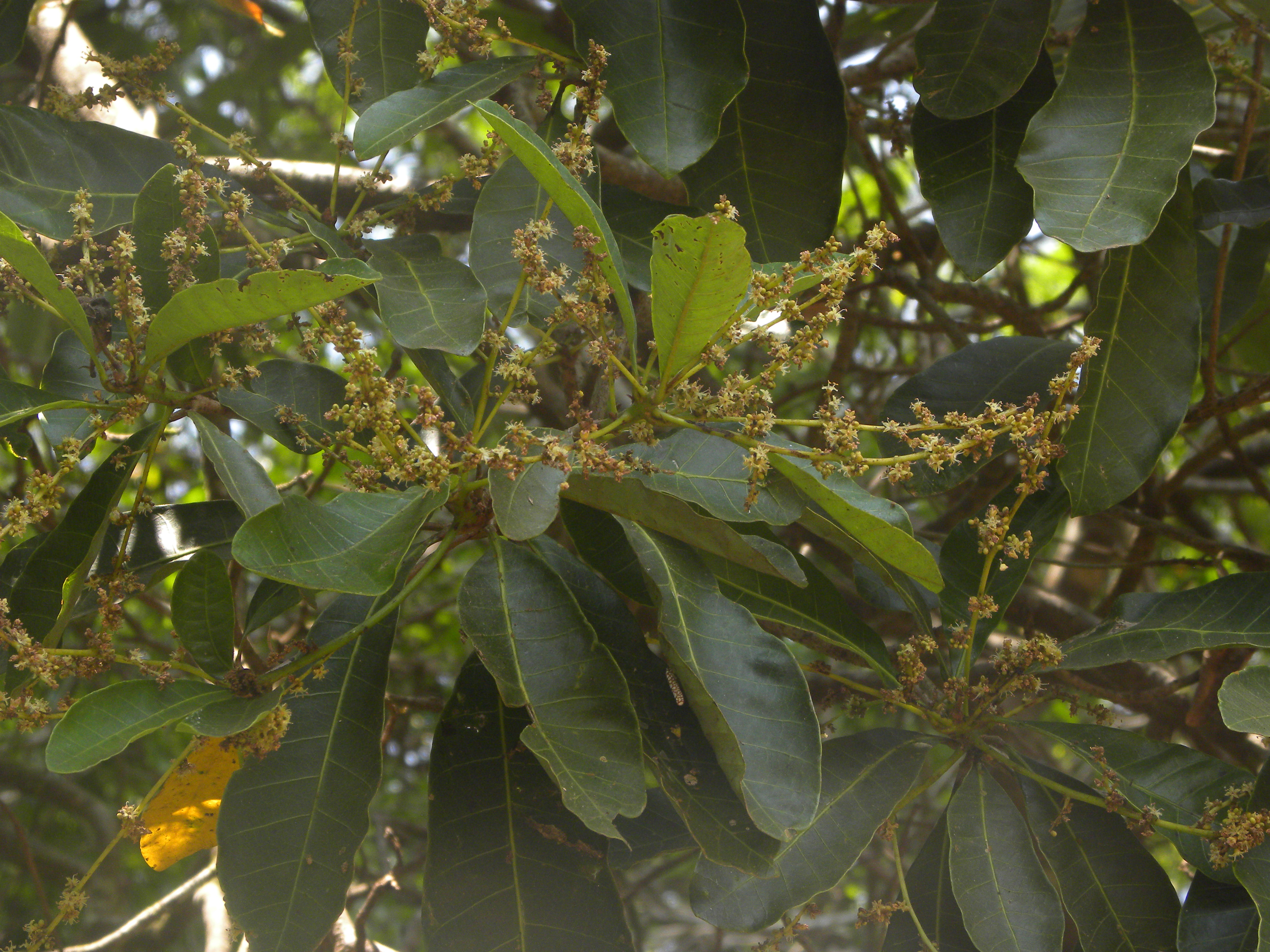 Herbarium JCB