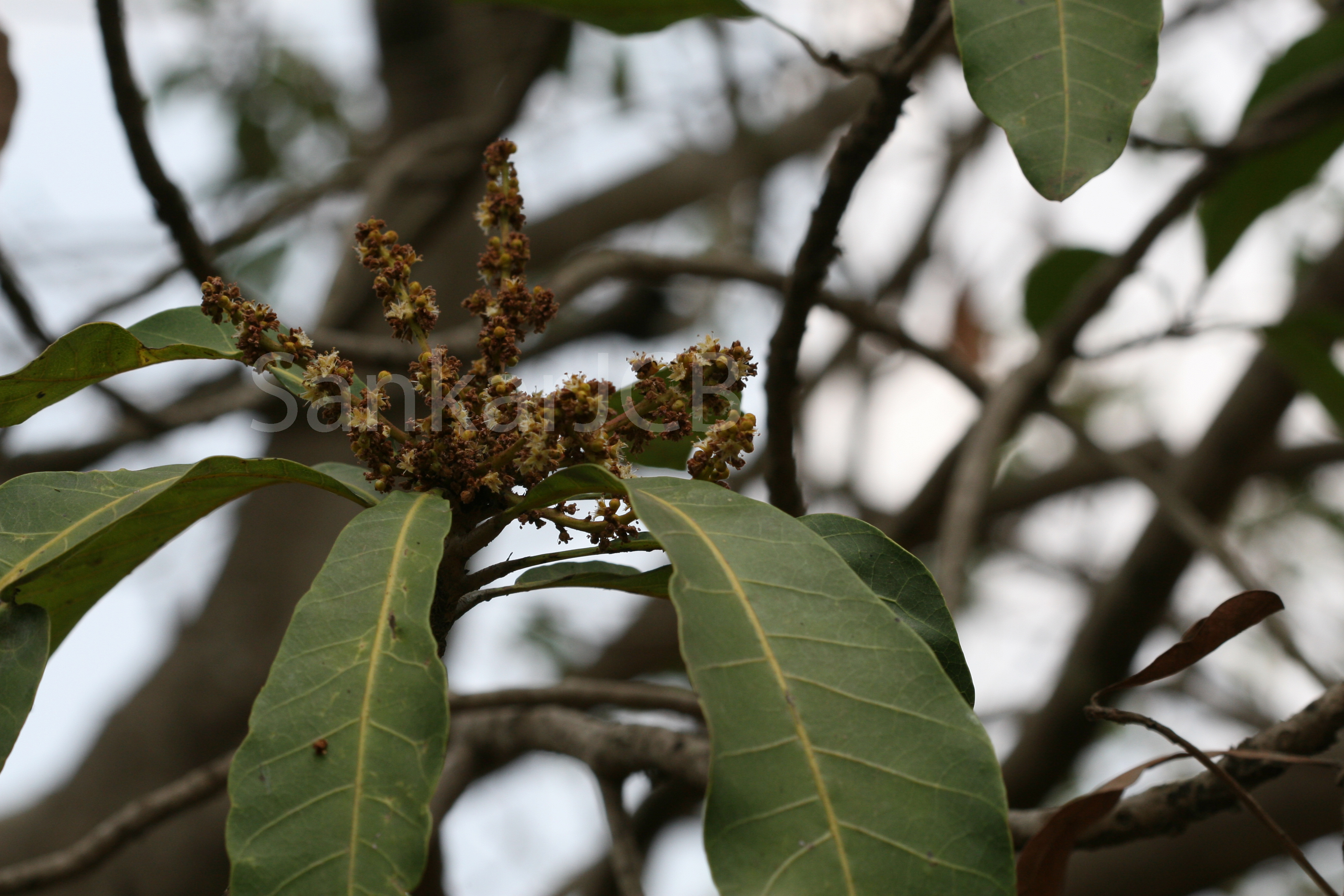 Herbarium JCB