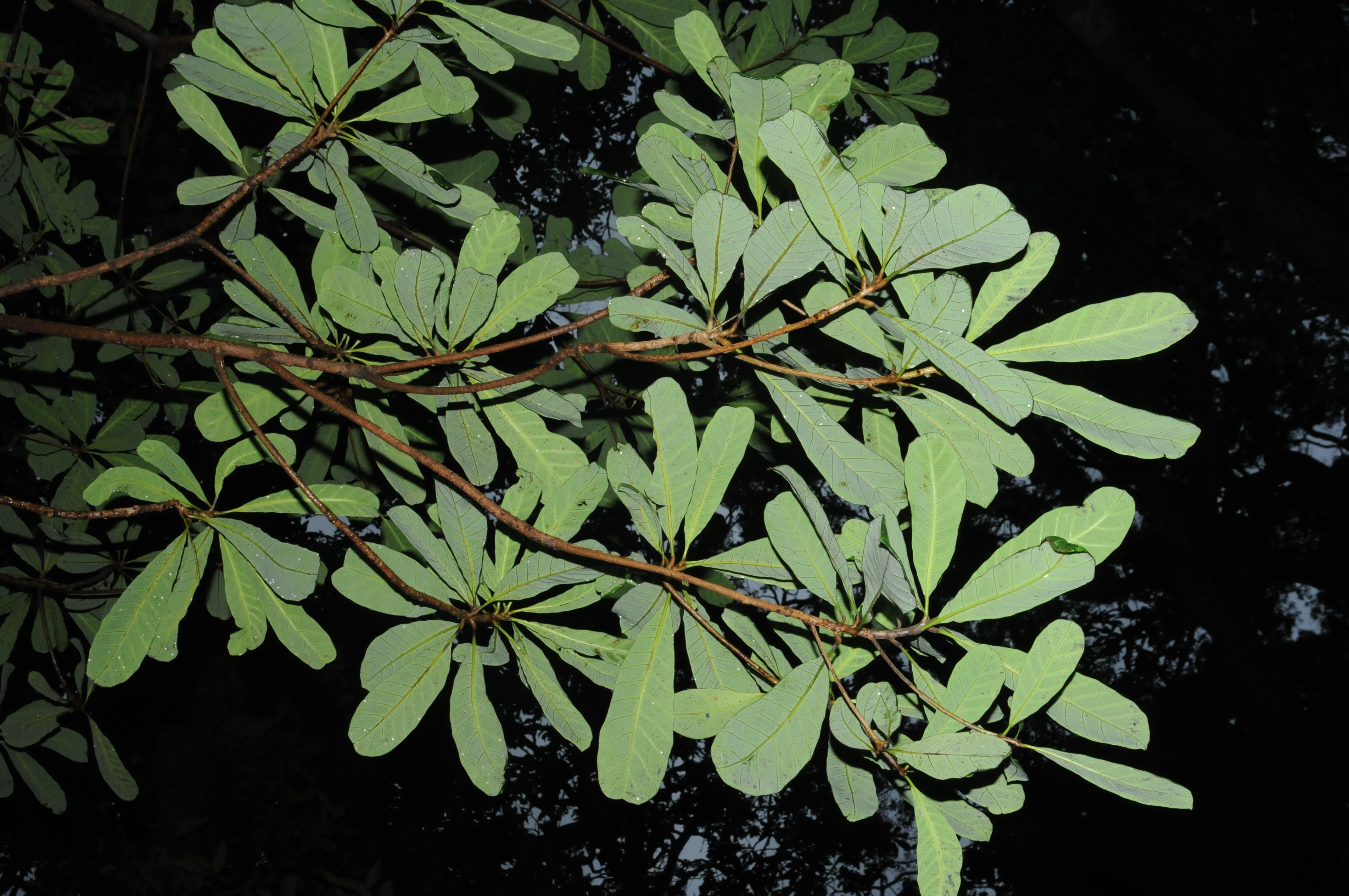 Herbarium JCB