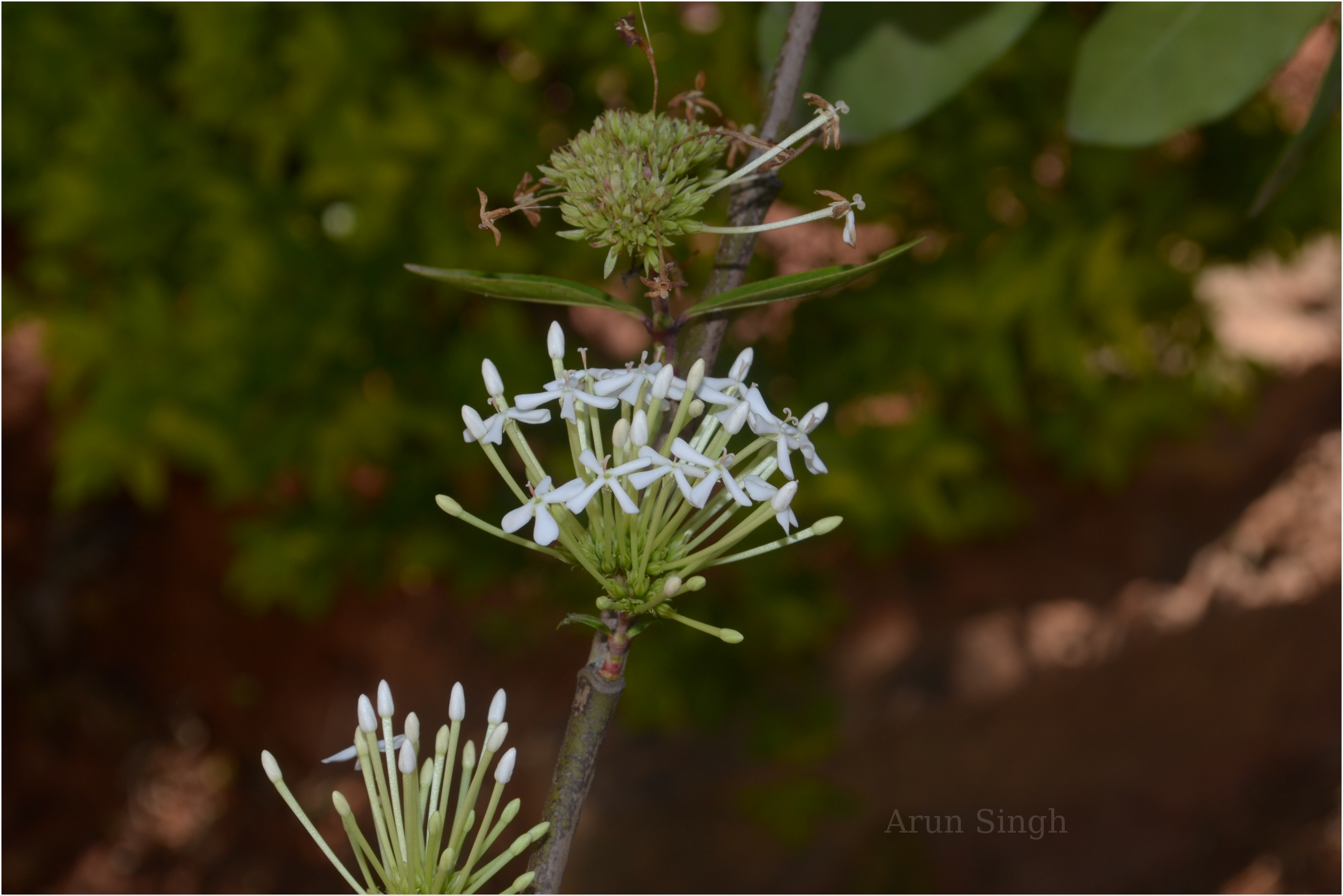 Herbarium JCB