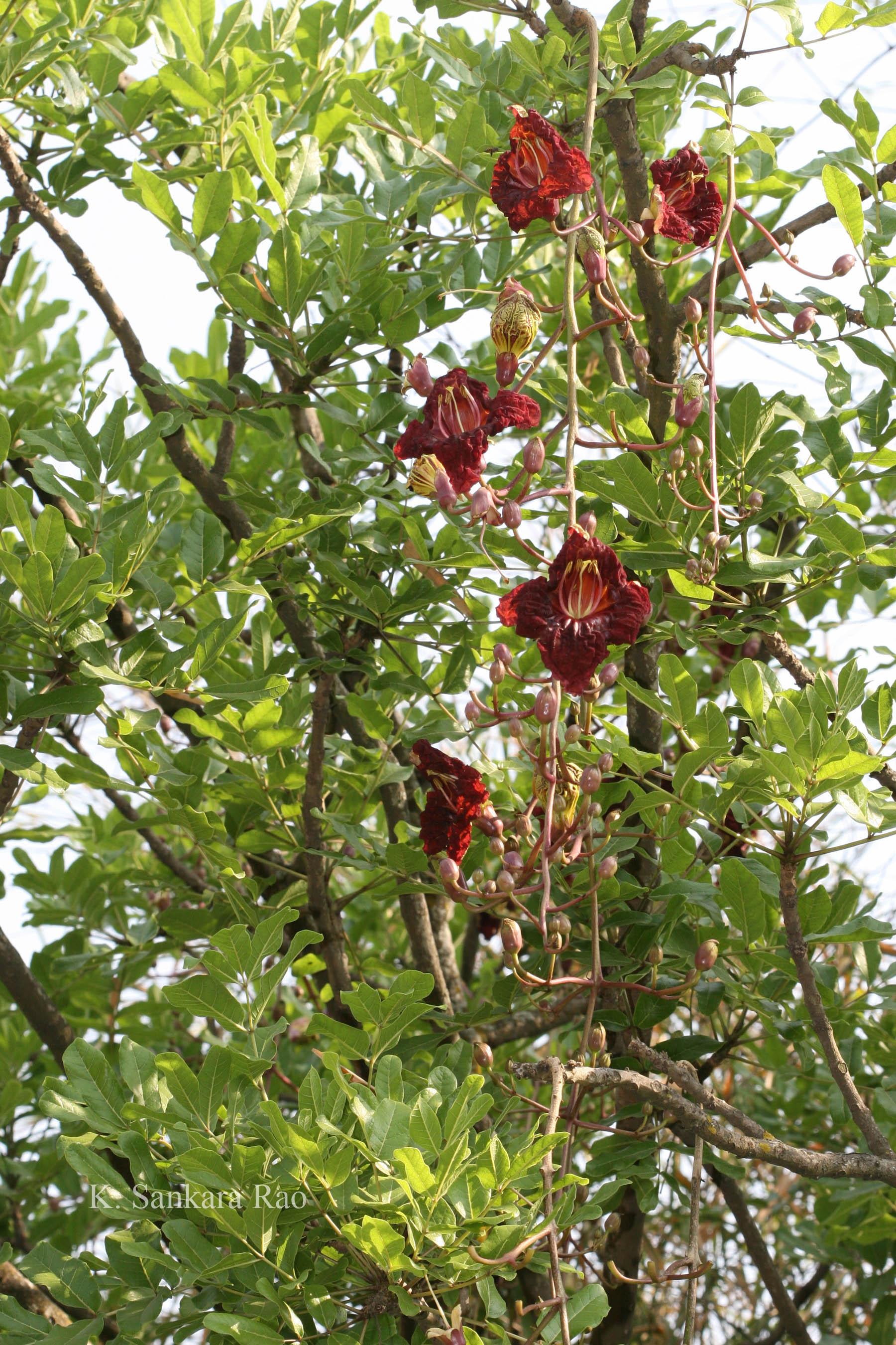 Herbarium JCB