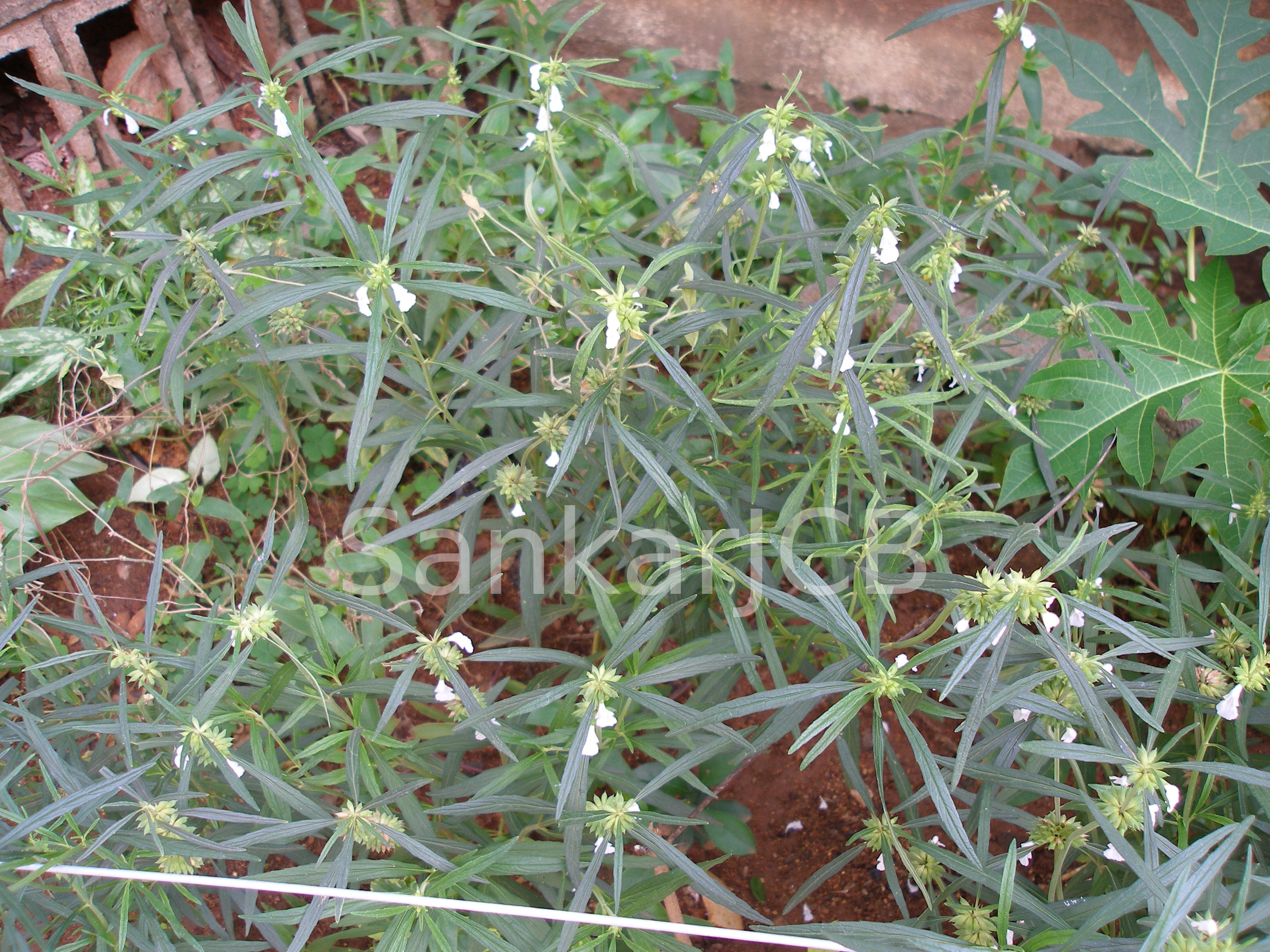 Herbarium JCB