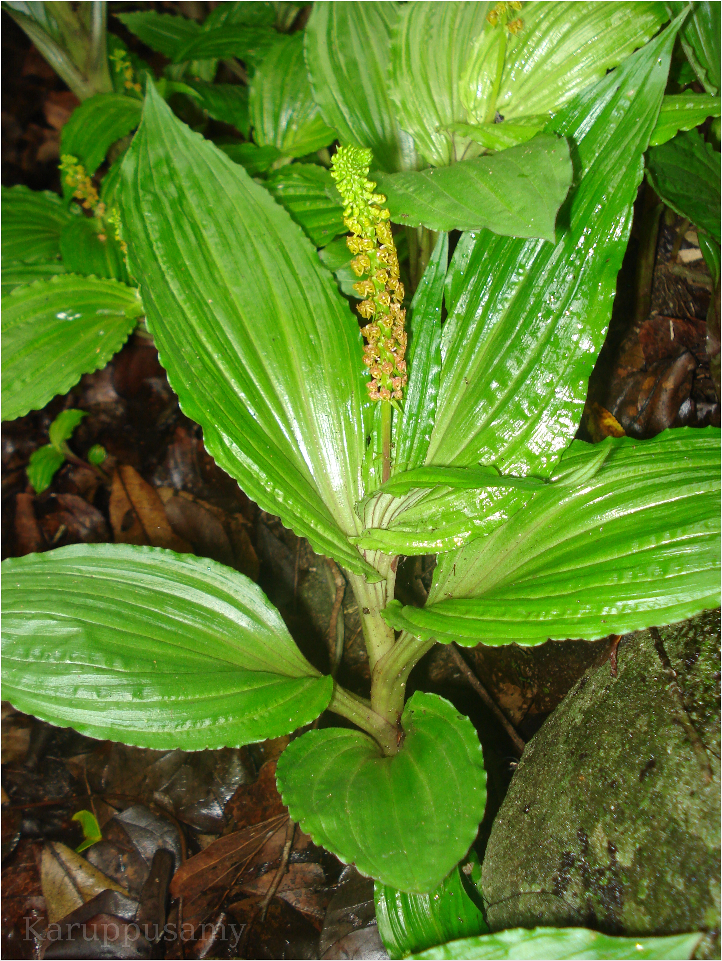 Herbarium JCB