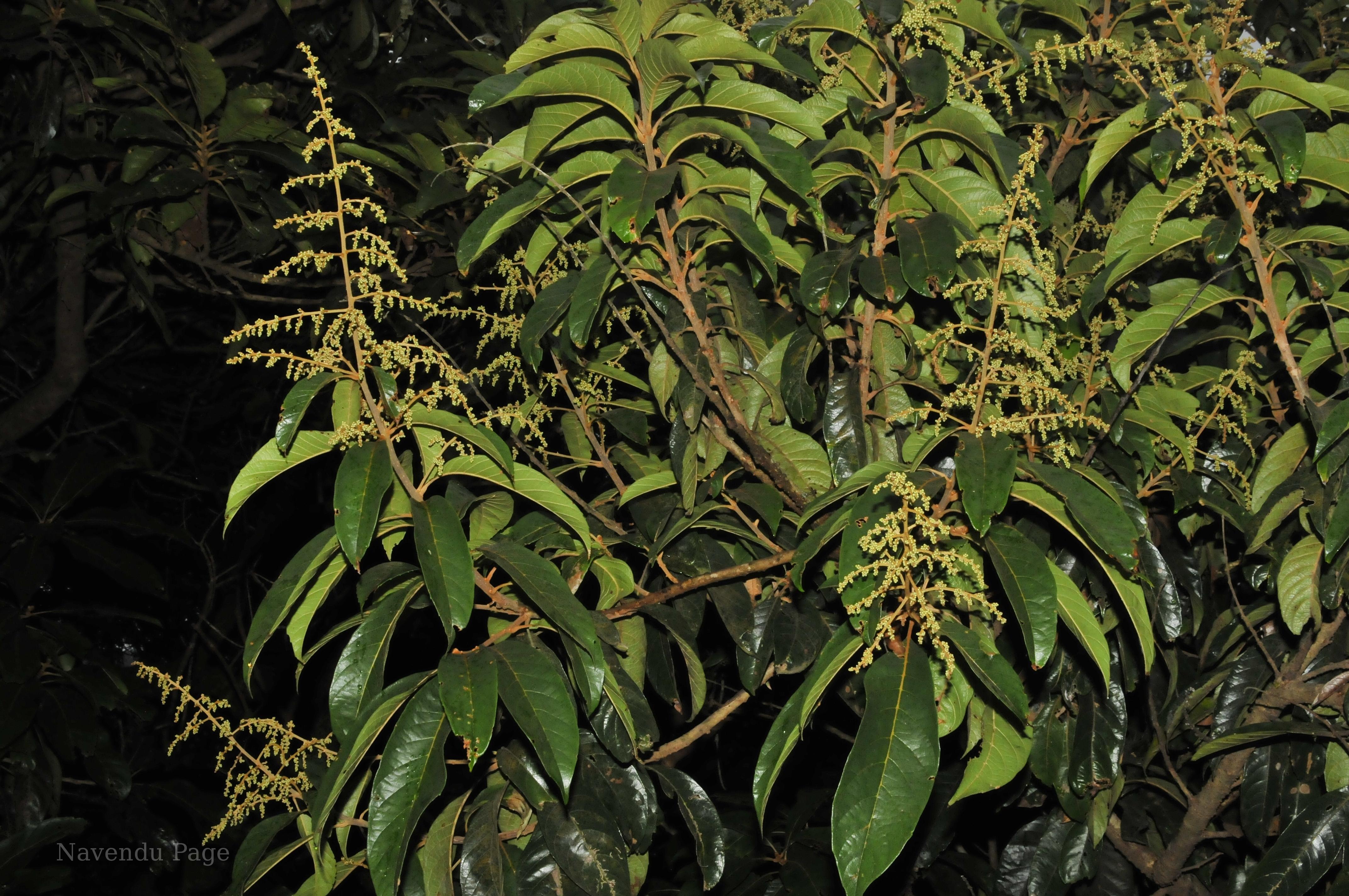 Herbarium JCB