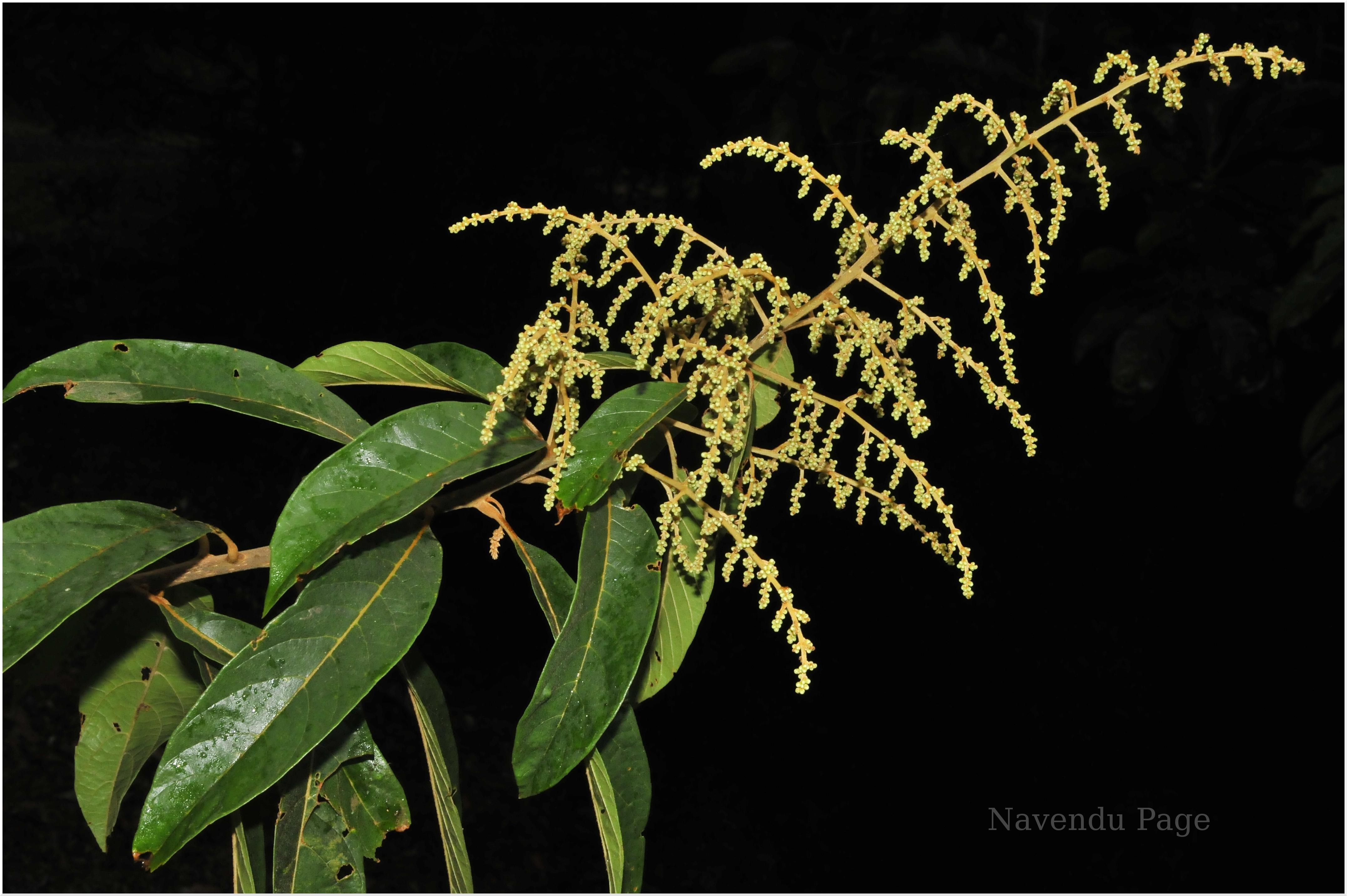 Herbarium JCB