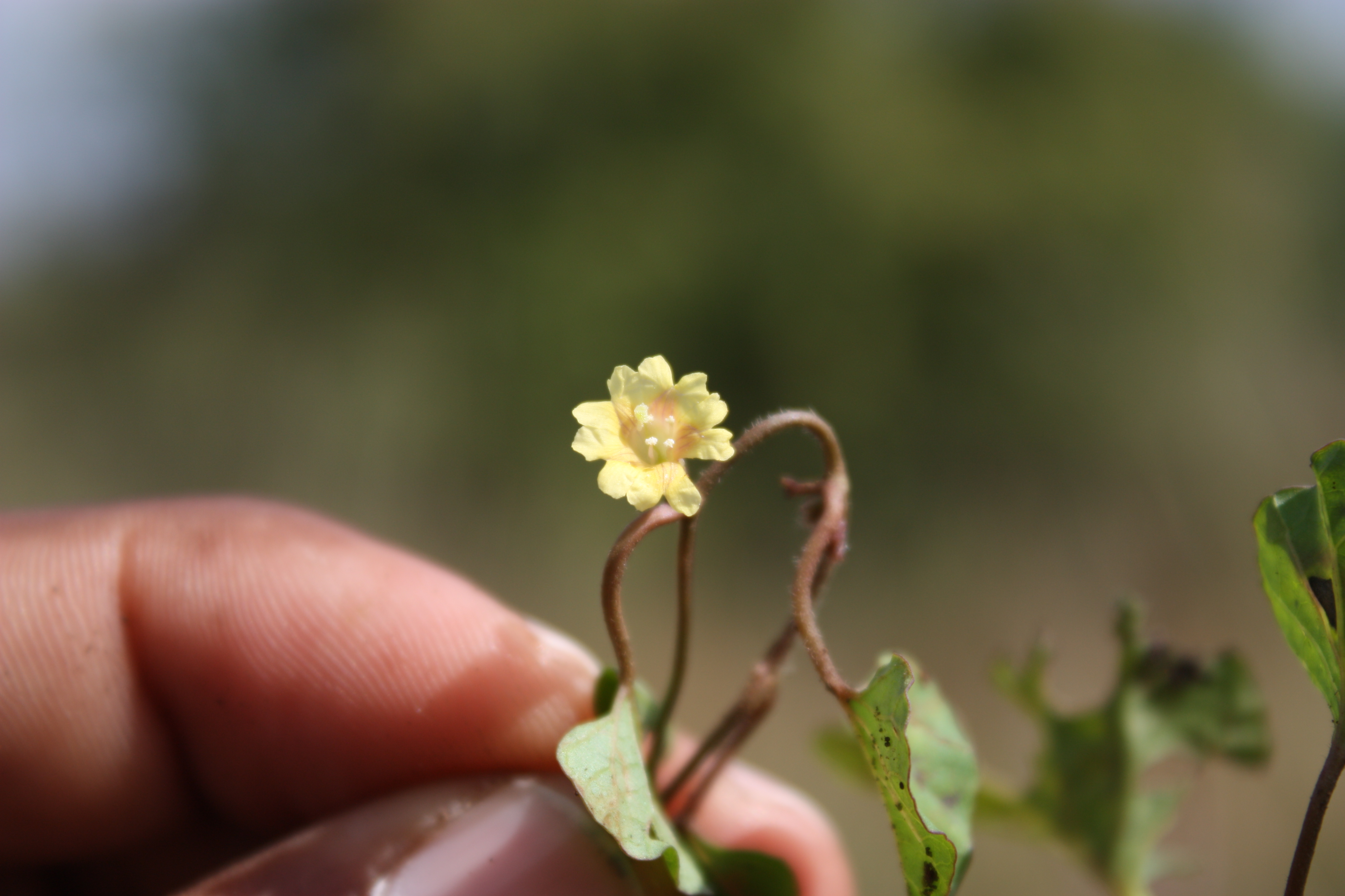 Herbarium JCB