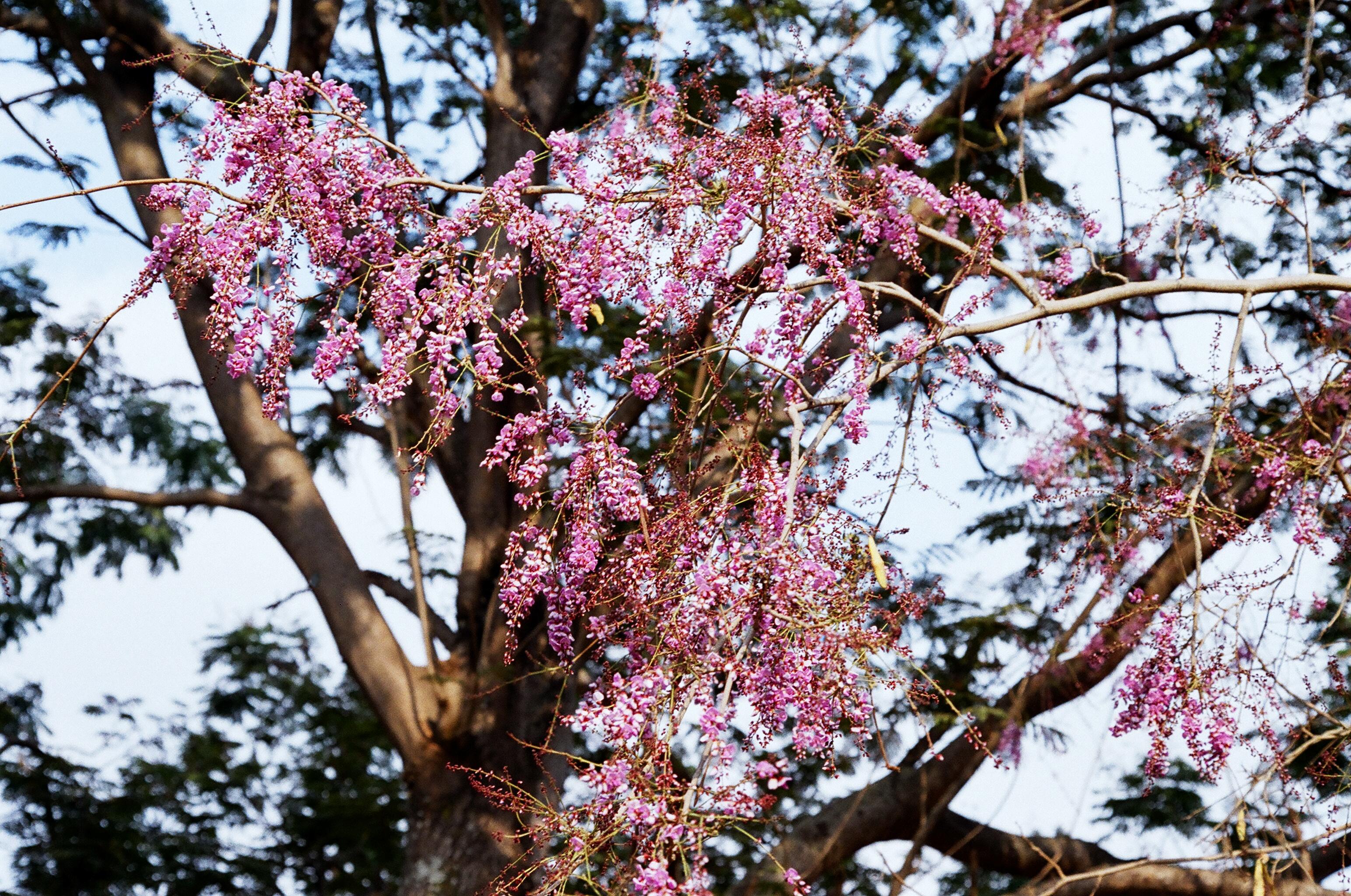 Herbarium JCB
