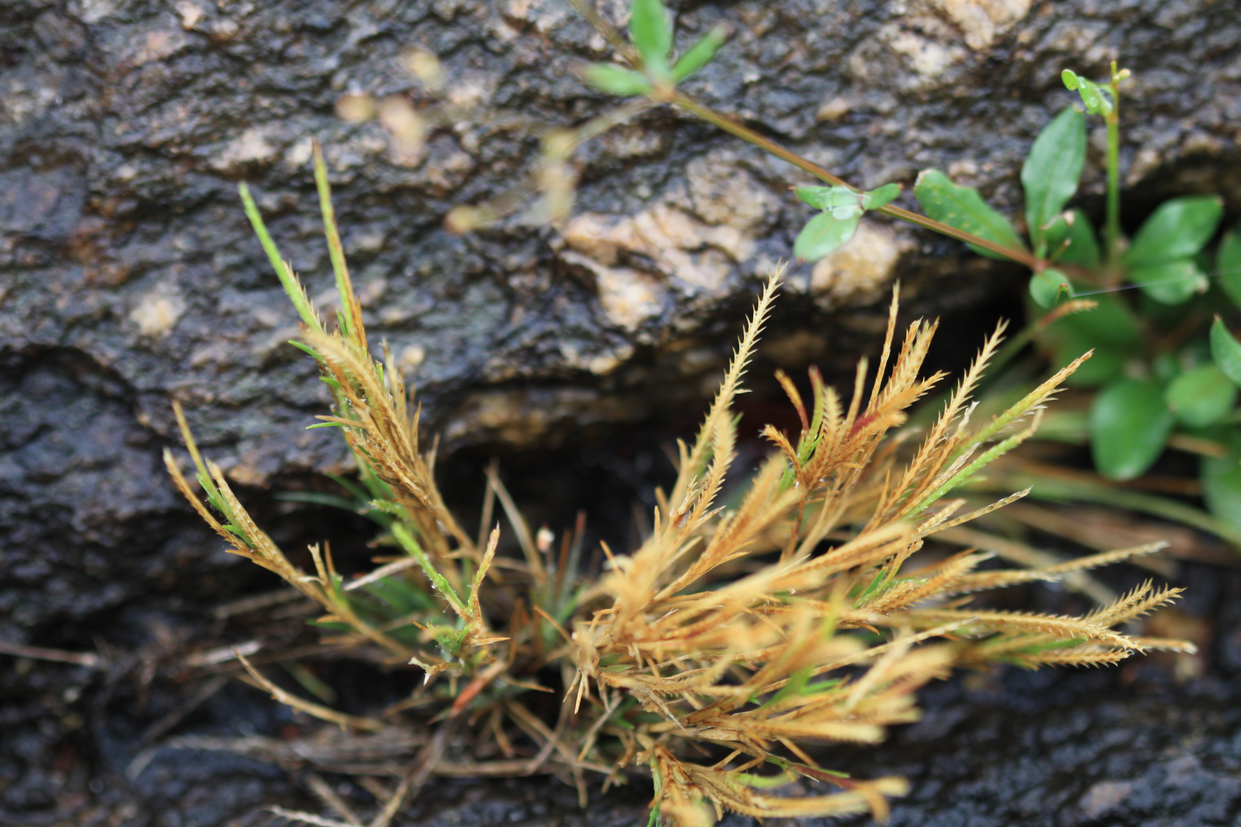 Herbarium JCB