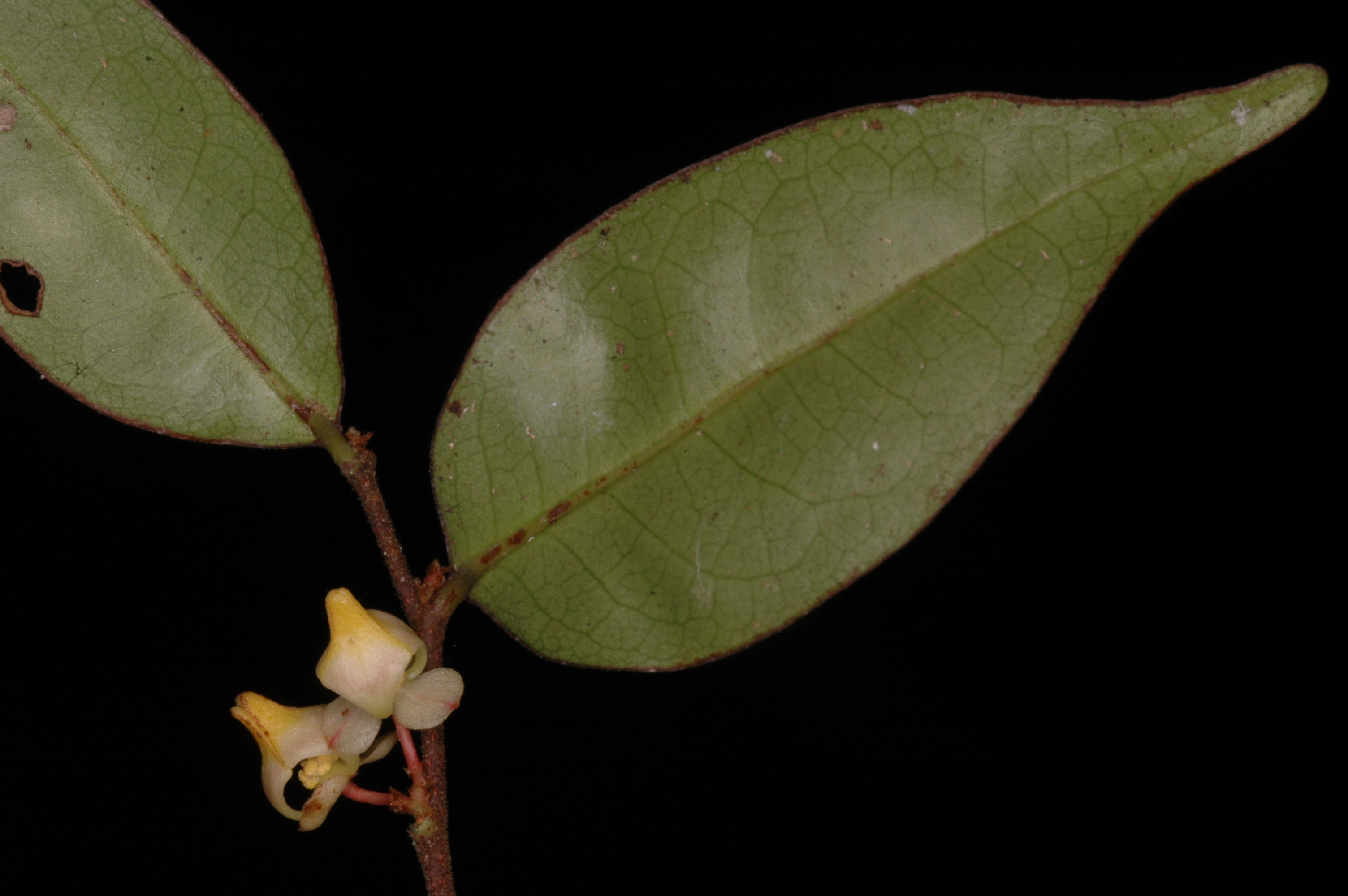 Herbarium JCB