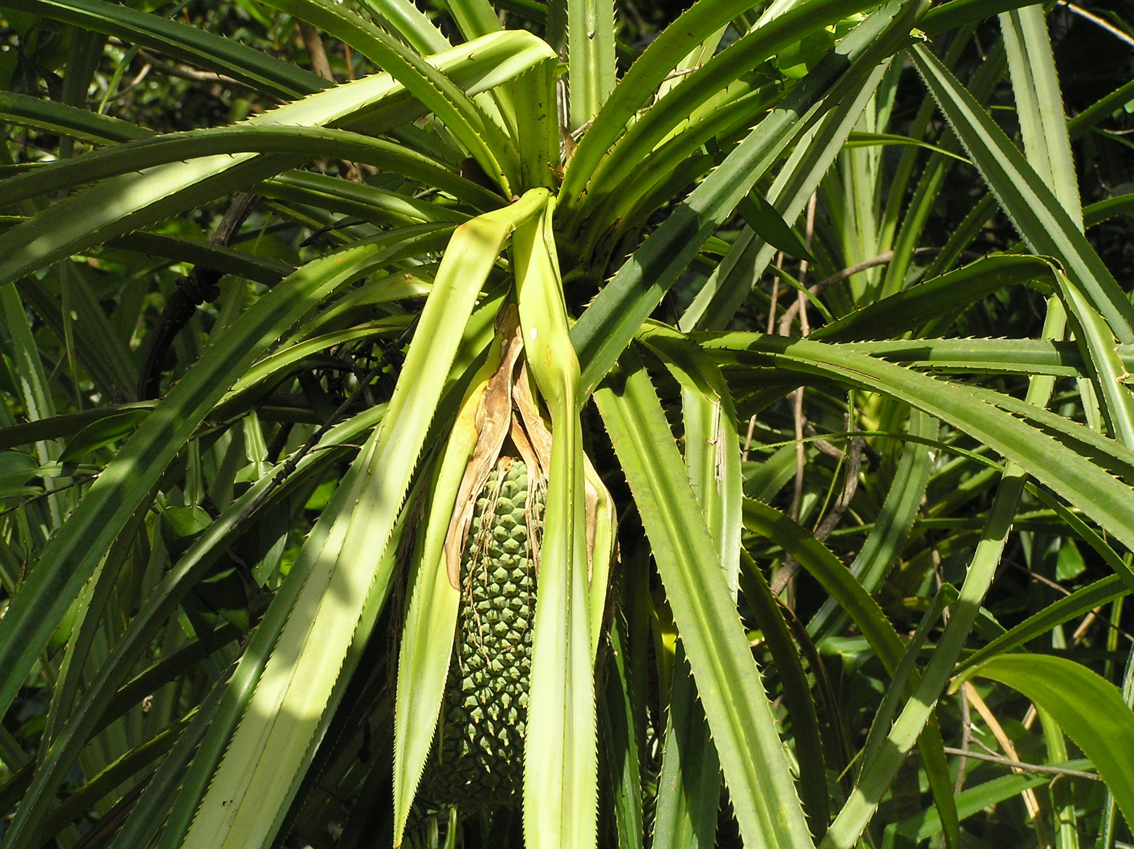 Herbarium JCB