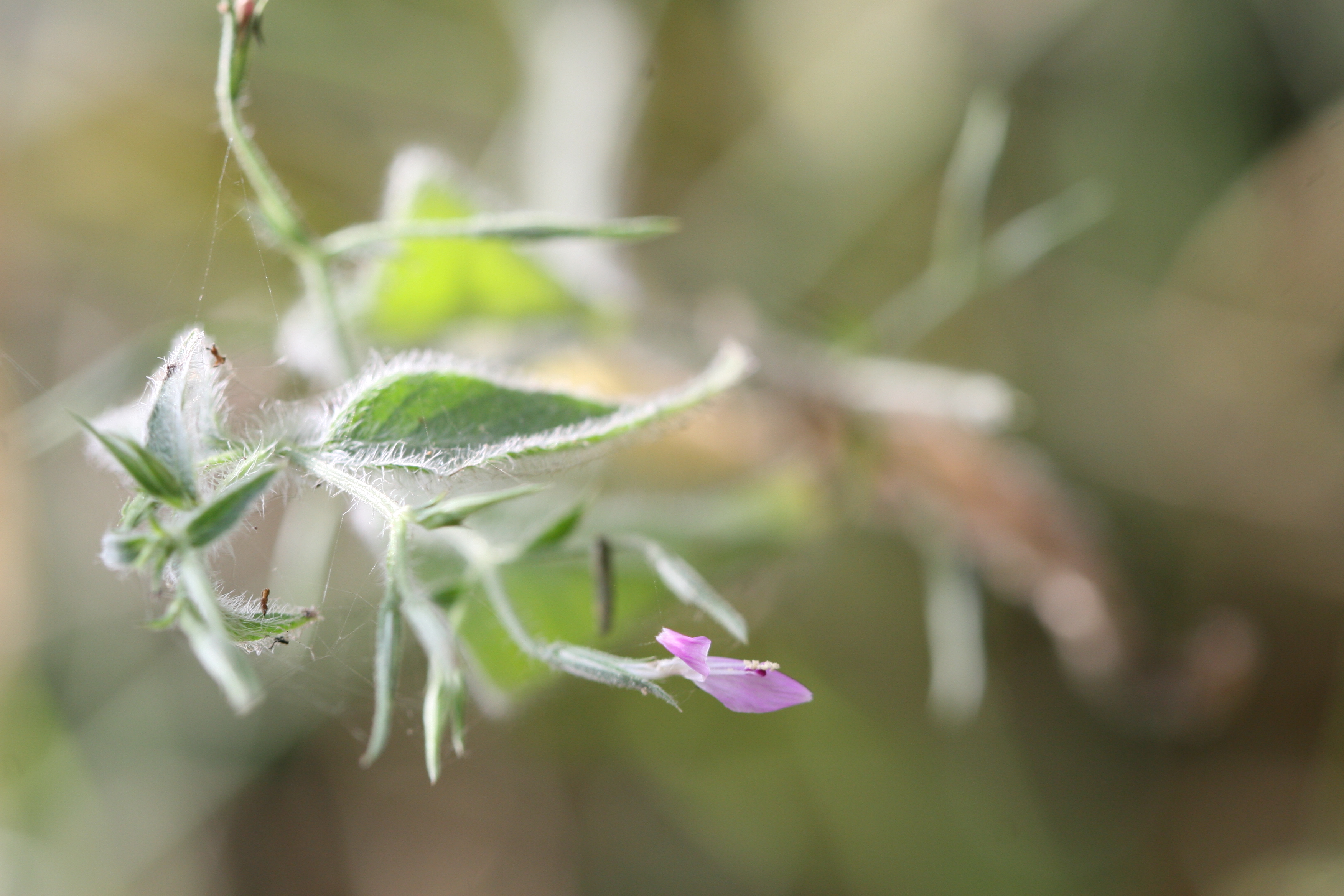 Herbarium JCB