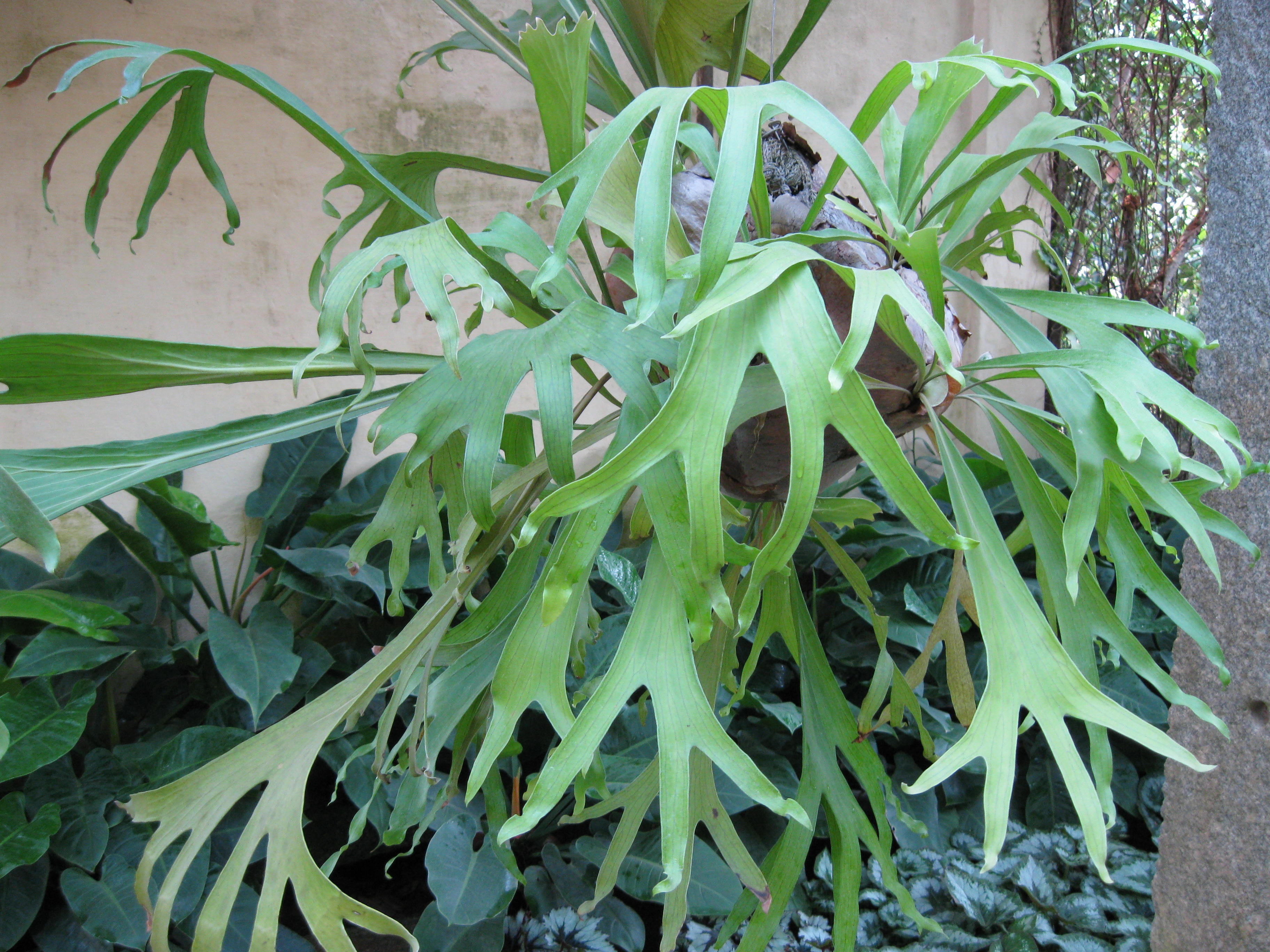 Herbarium JCB