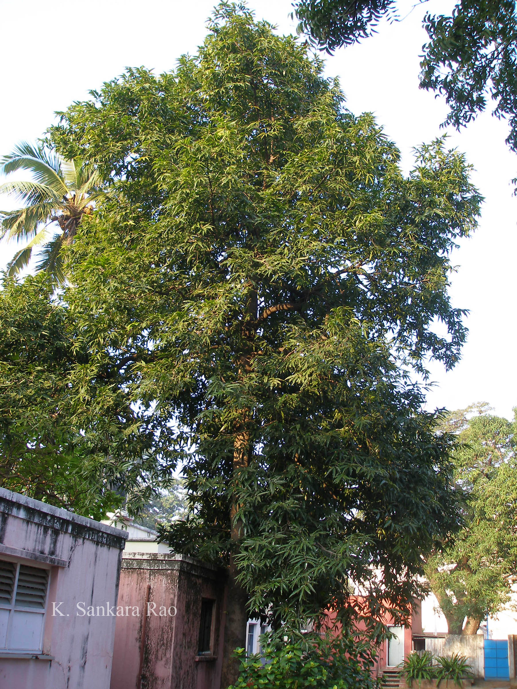 Herbarium JCB