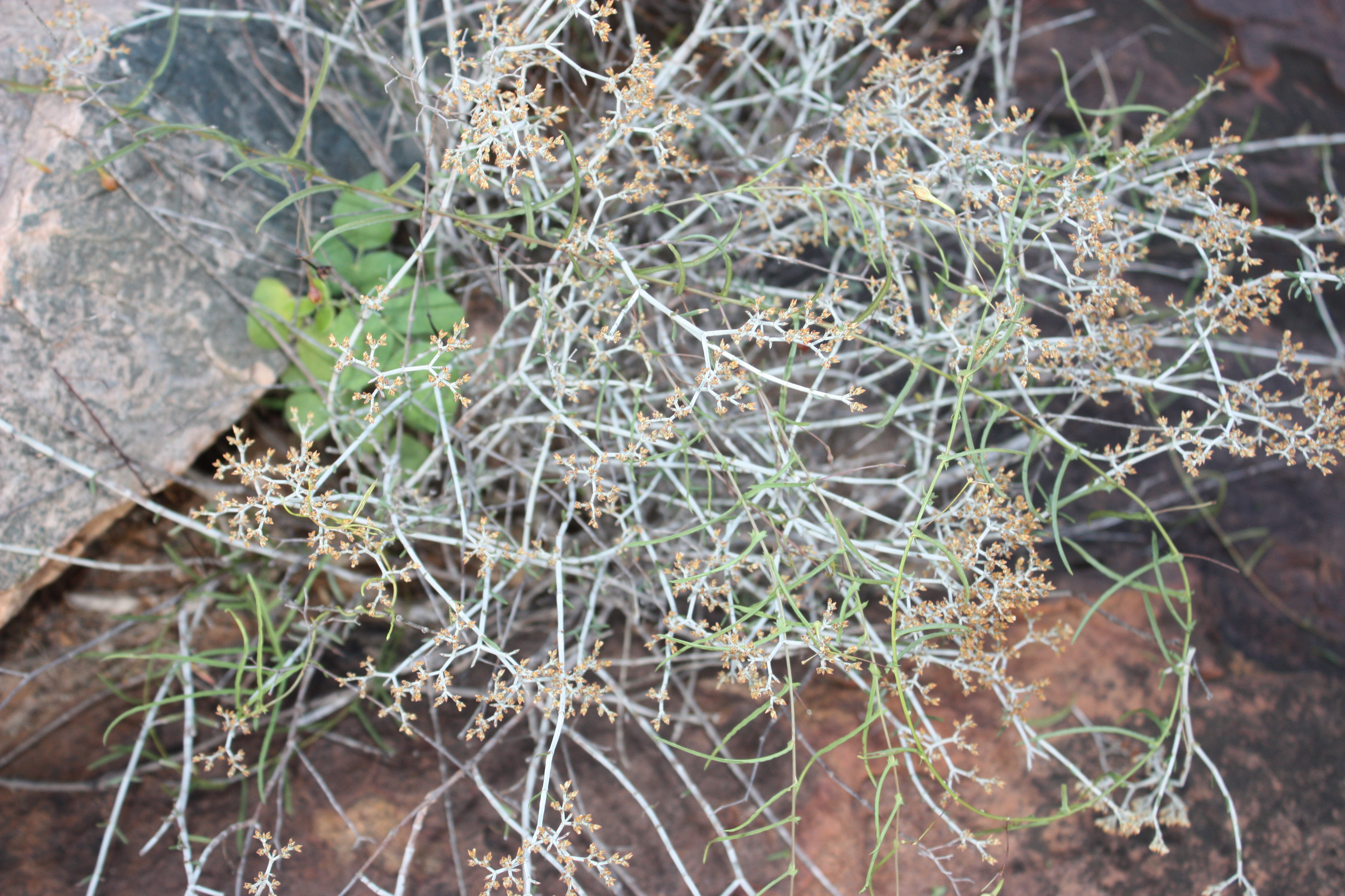 Herbarium JCB