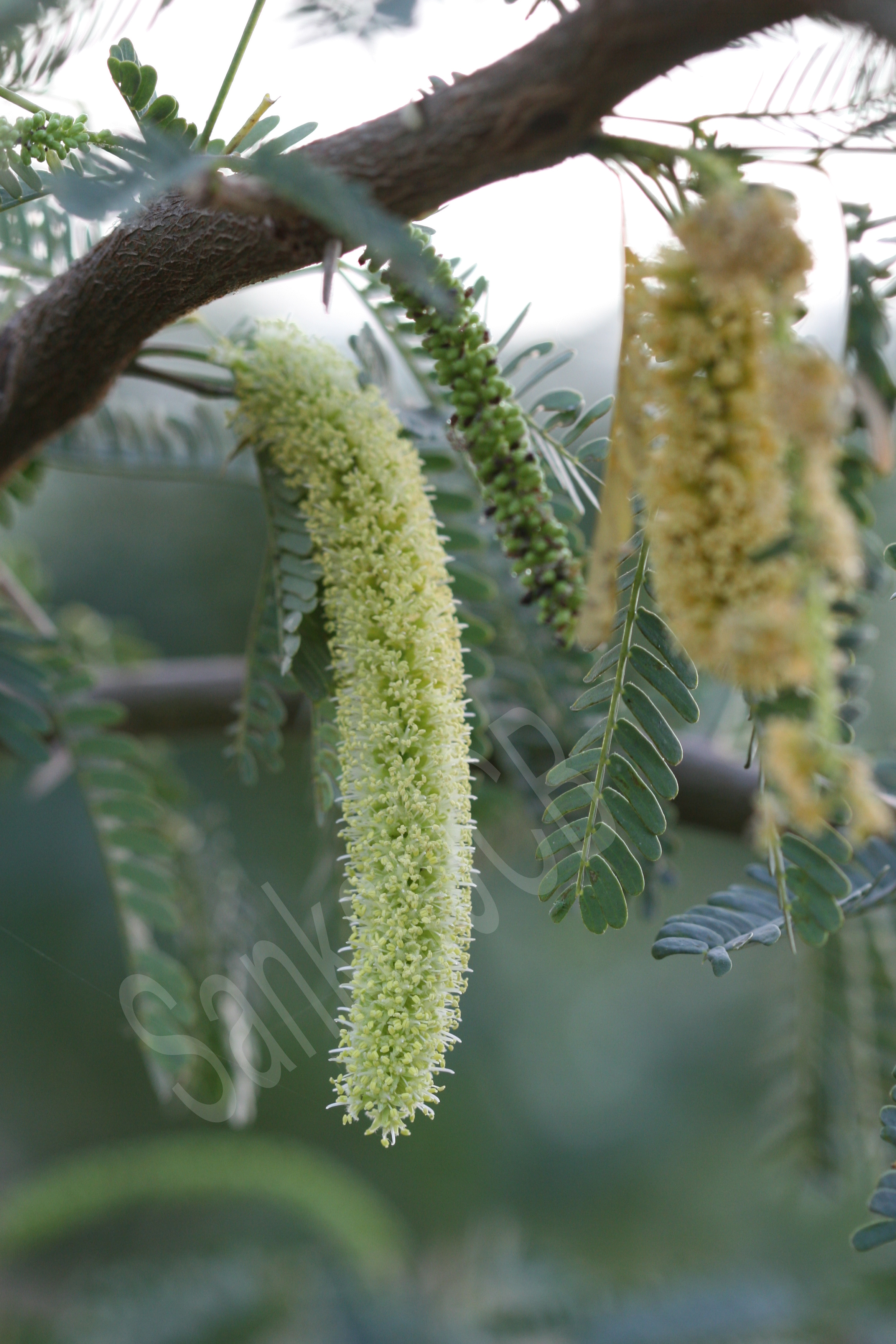 Herbarium JCB