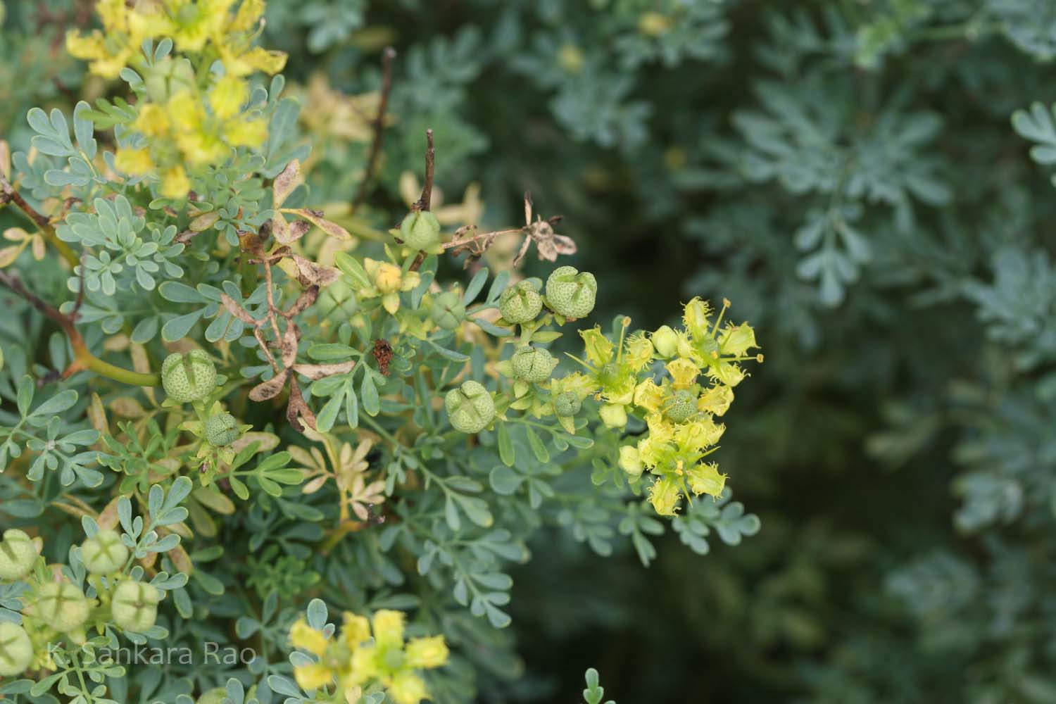 Herbarium JCB