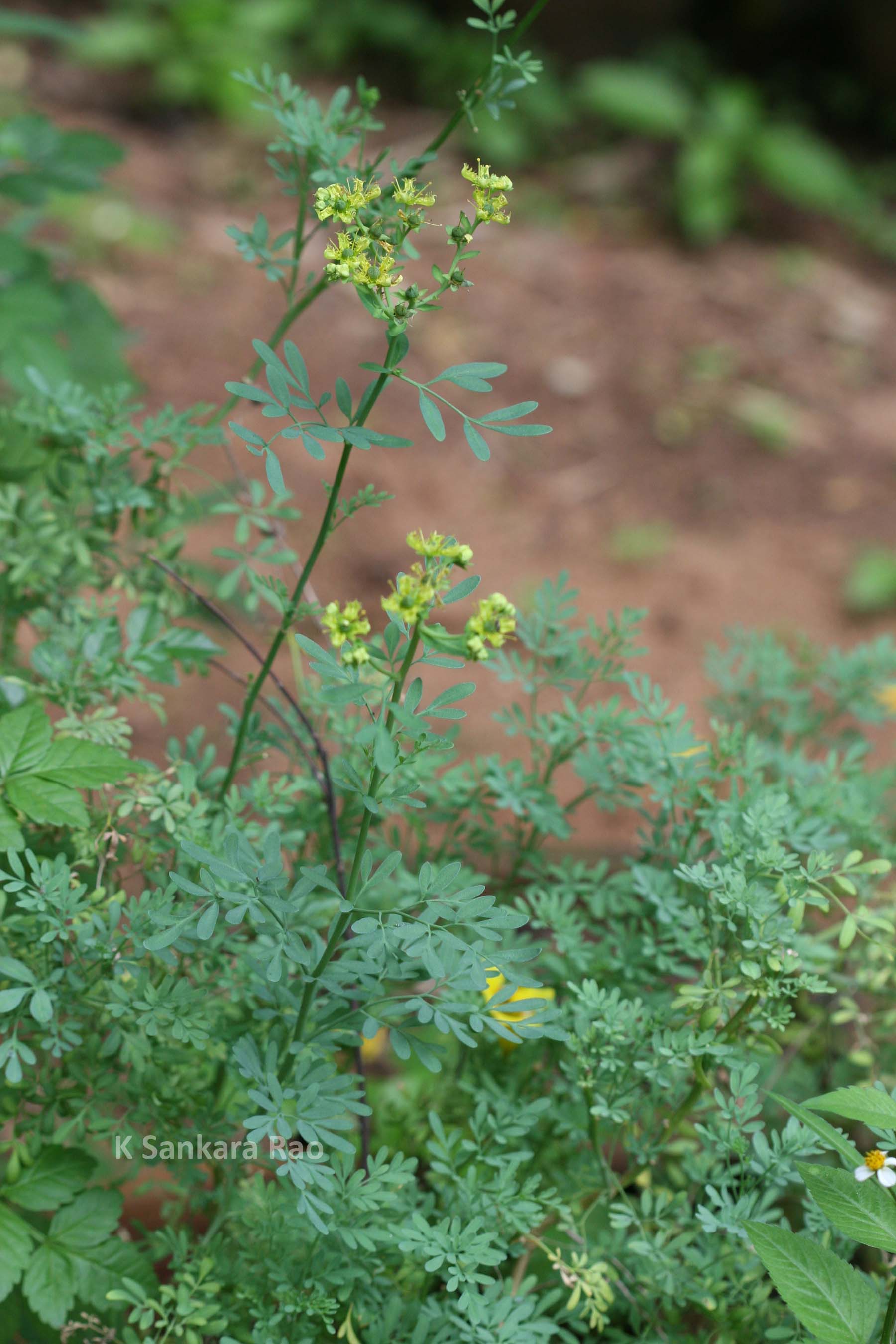 Herbarium JCB