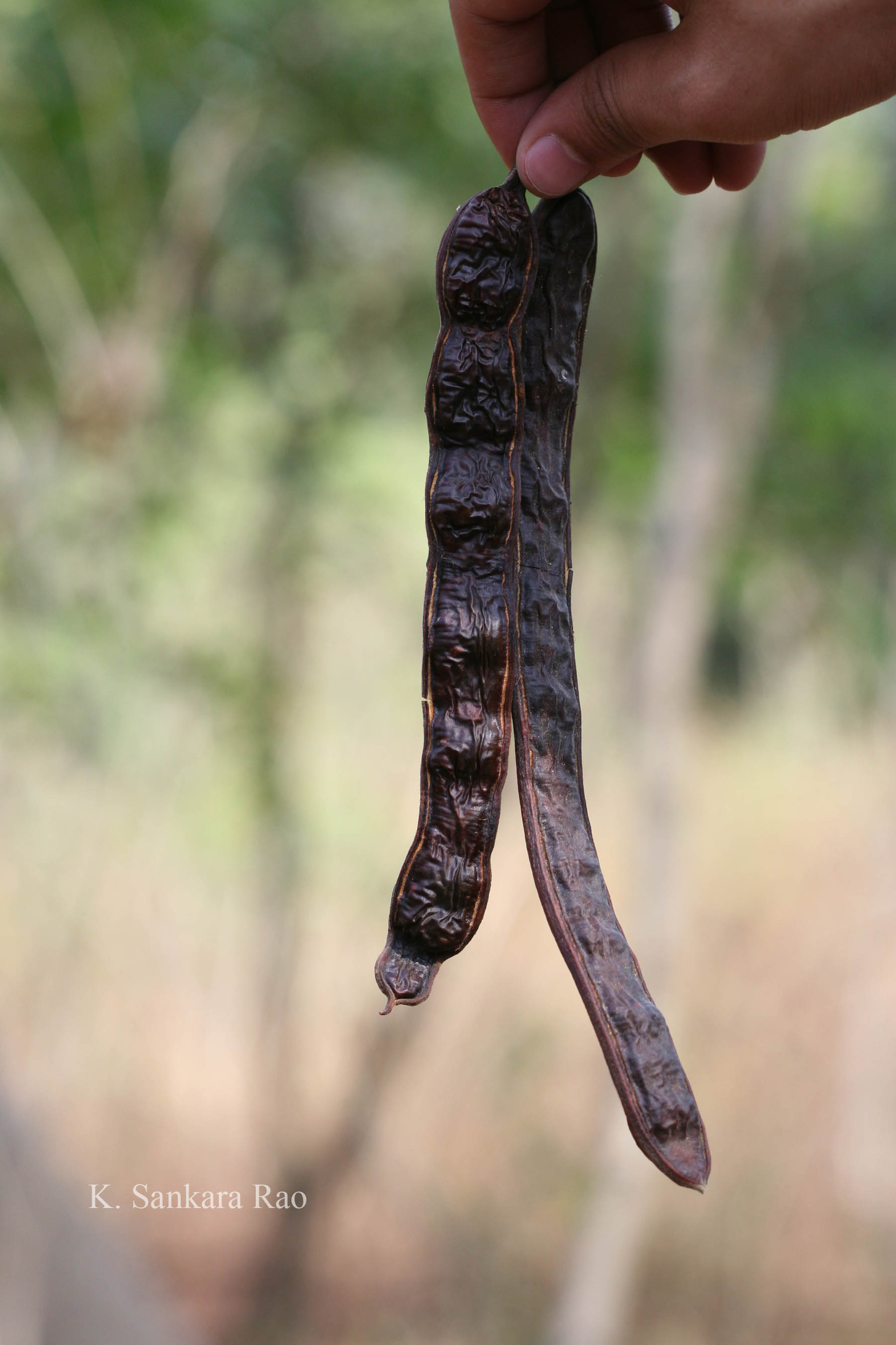 Herbarium JCB