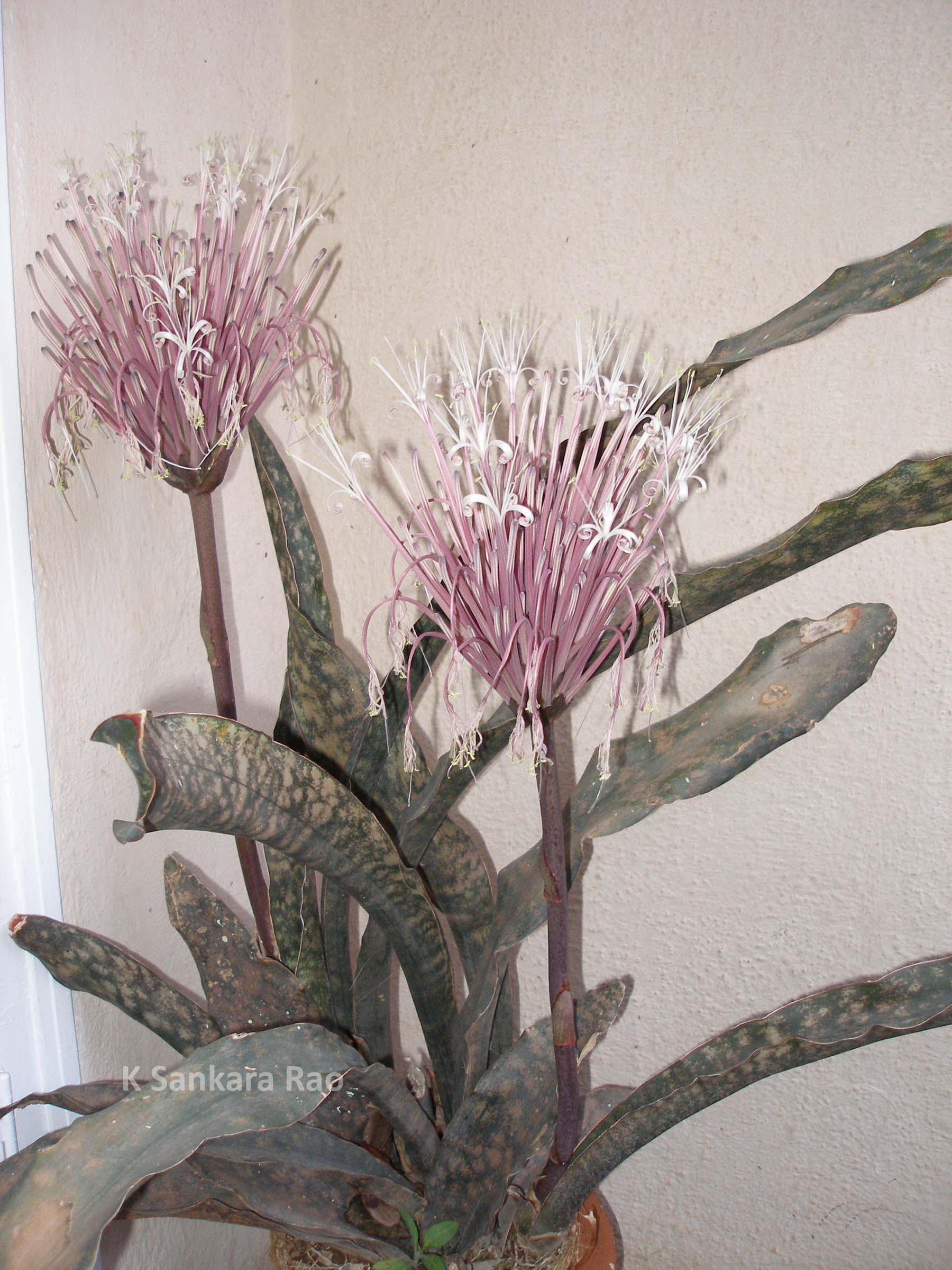 Herbarium JCB