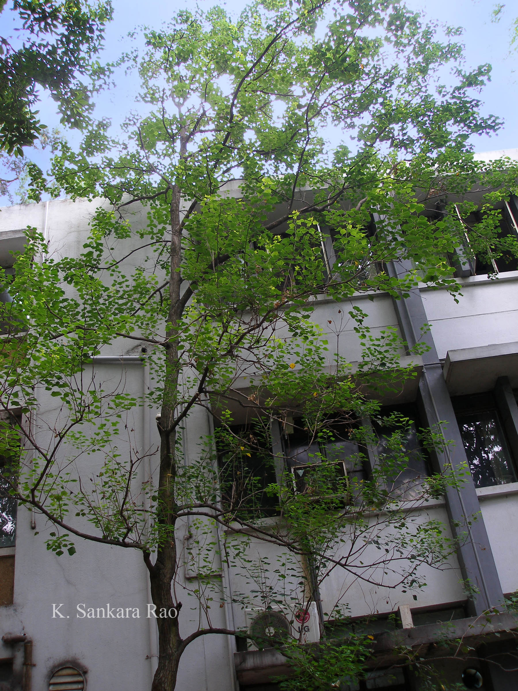 Herbarium JCB