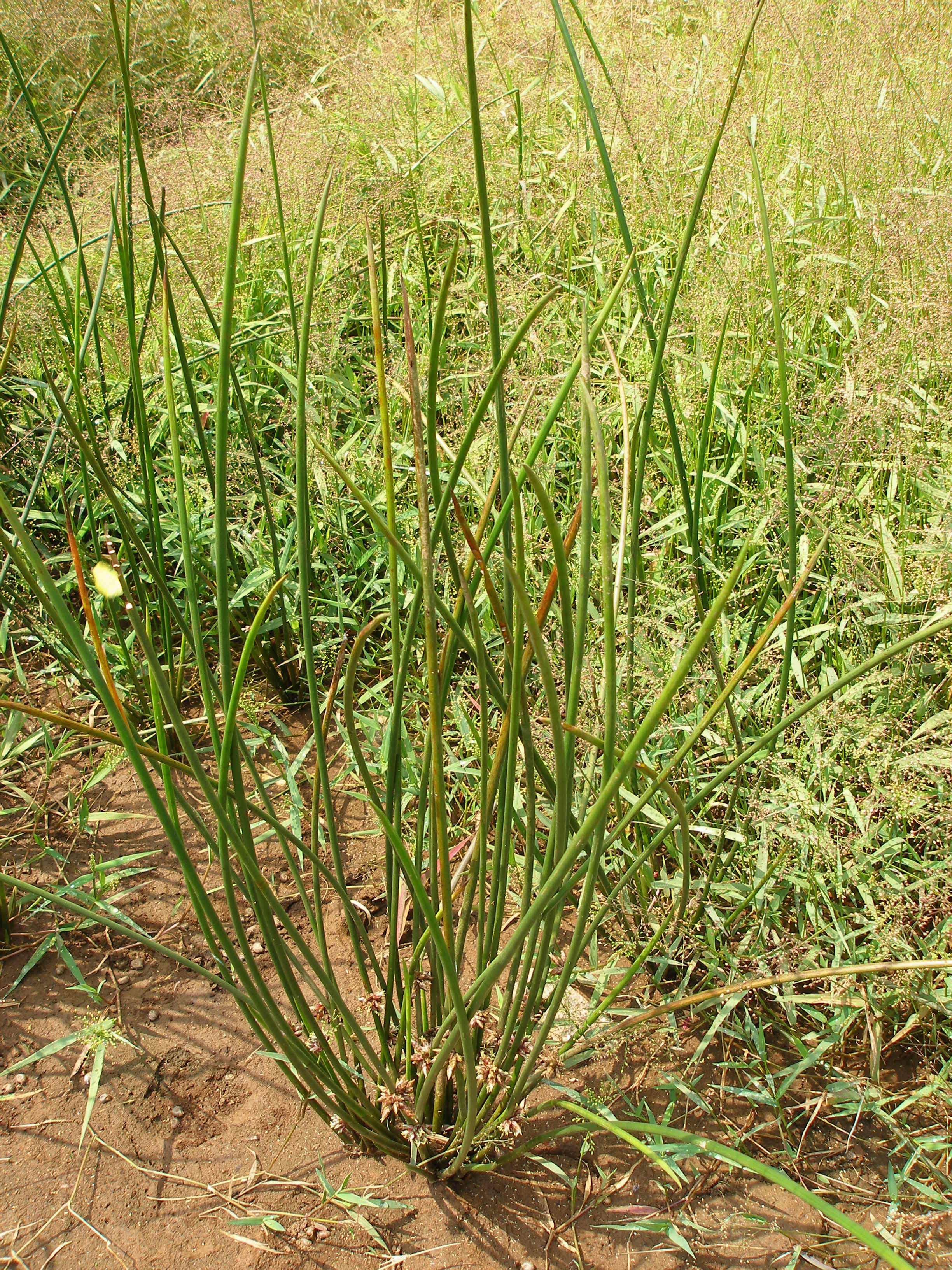 Herbarium JCB